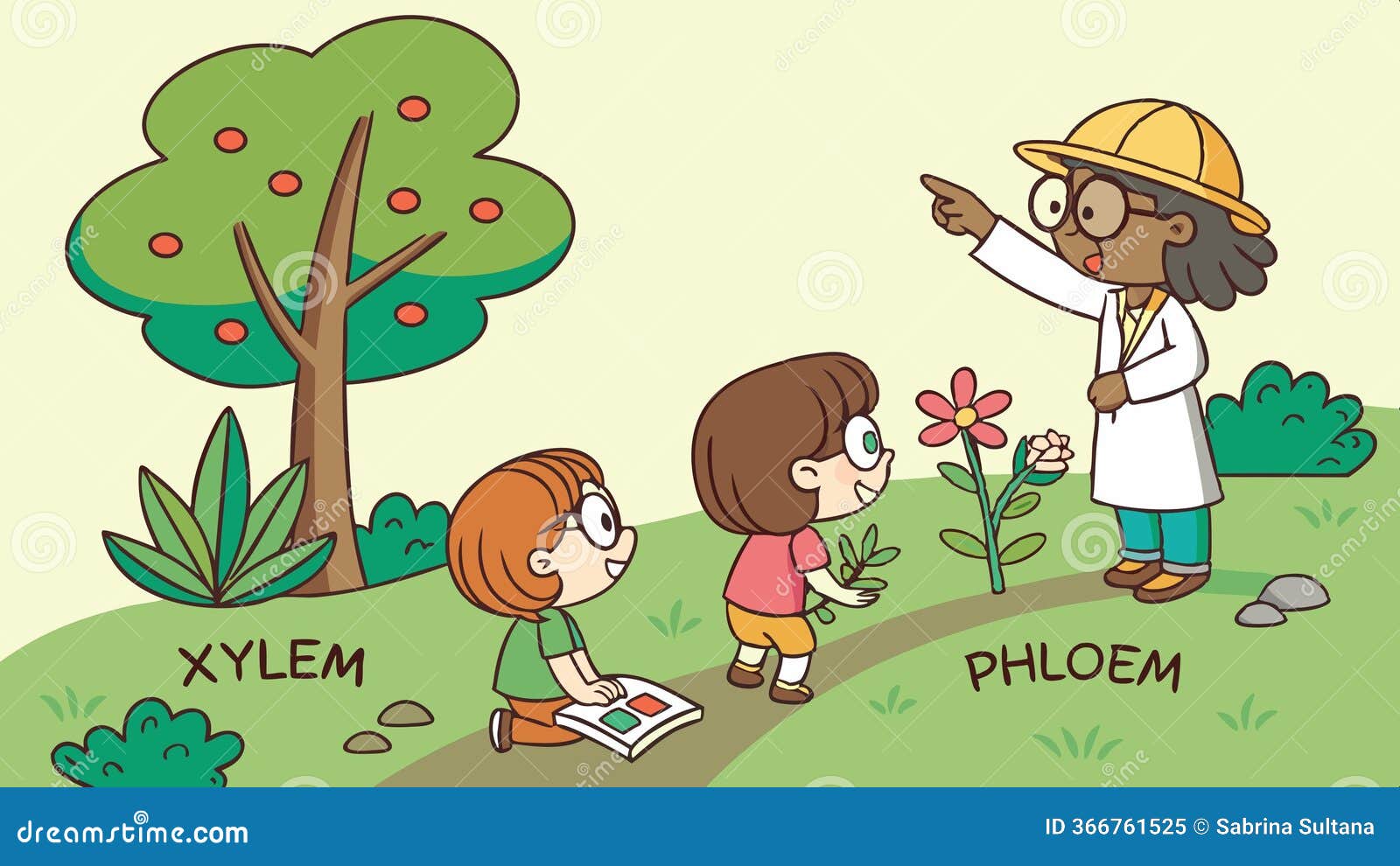 Phloem Plant Cells Stock Illustration | CartoonDealer.com #369805432