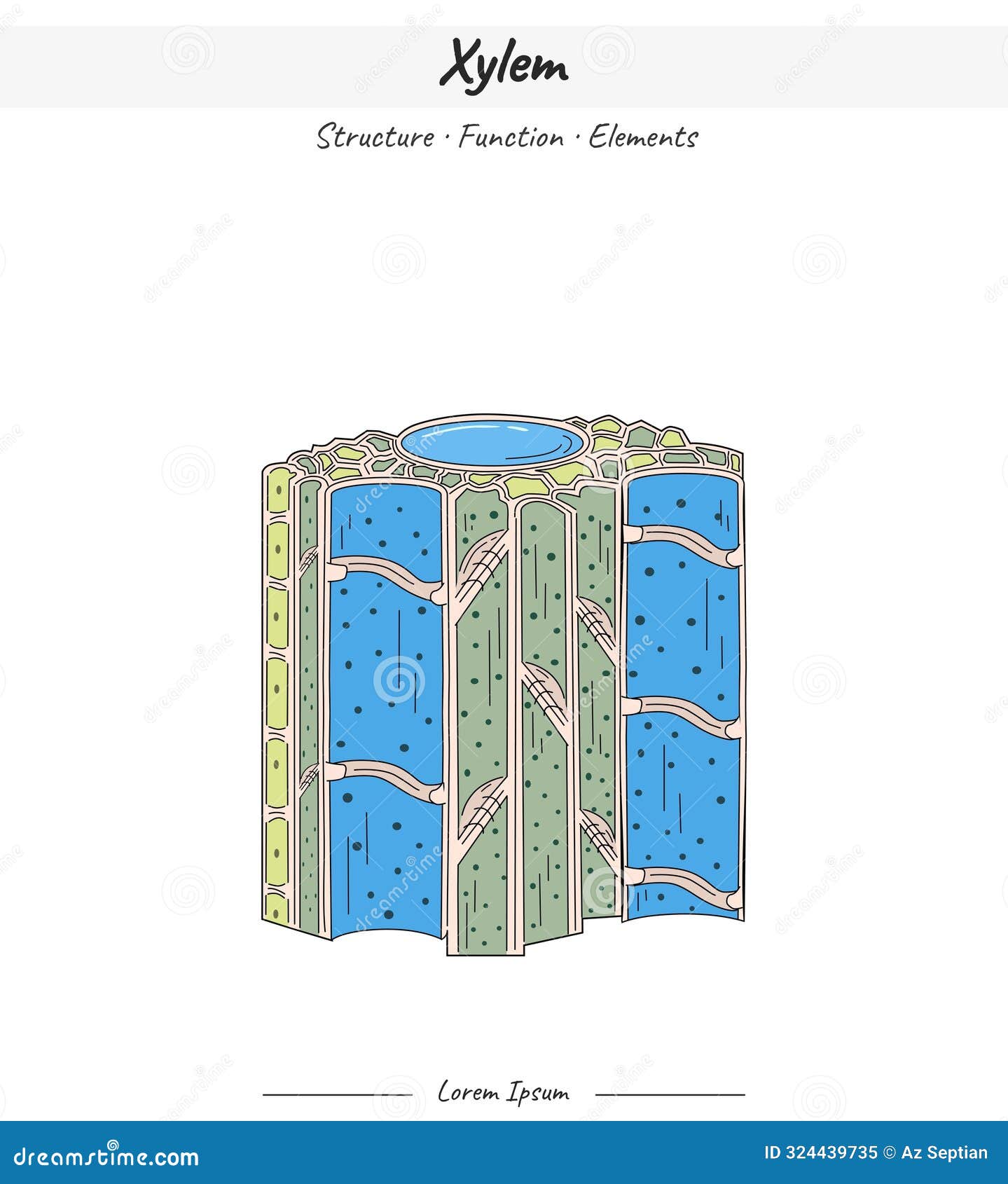 Xylem Structures And Elements Illustration With Text | CartoonDealer ...