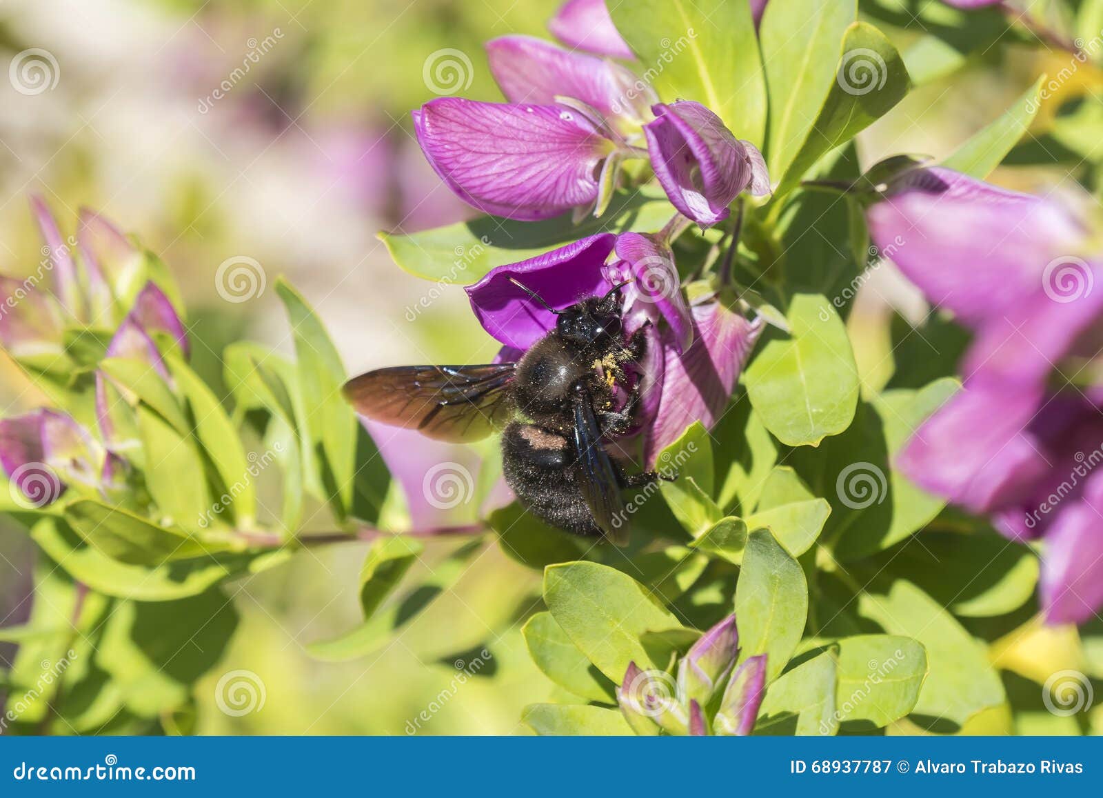 Bumblebee Pollinating A Perennial Flower Delphinium Or Larkspur Using ...