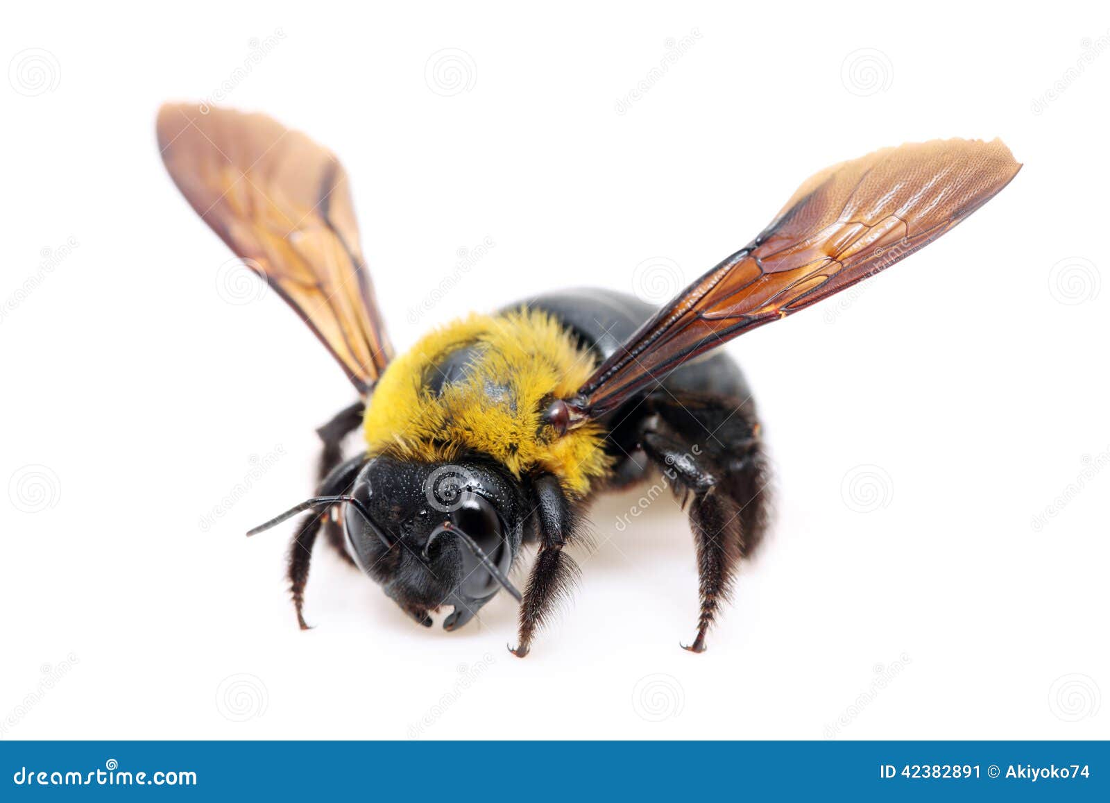 Xylocopa De La Abeja De Carpintero Imagen de archivo - Imagen de vida ...