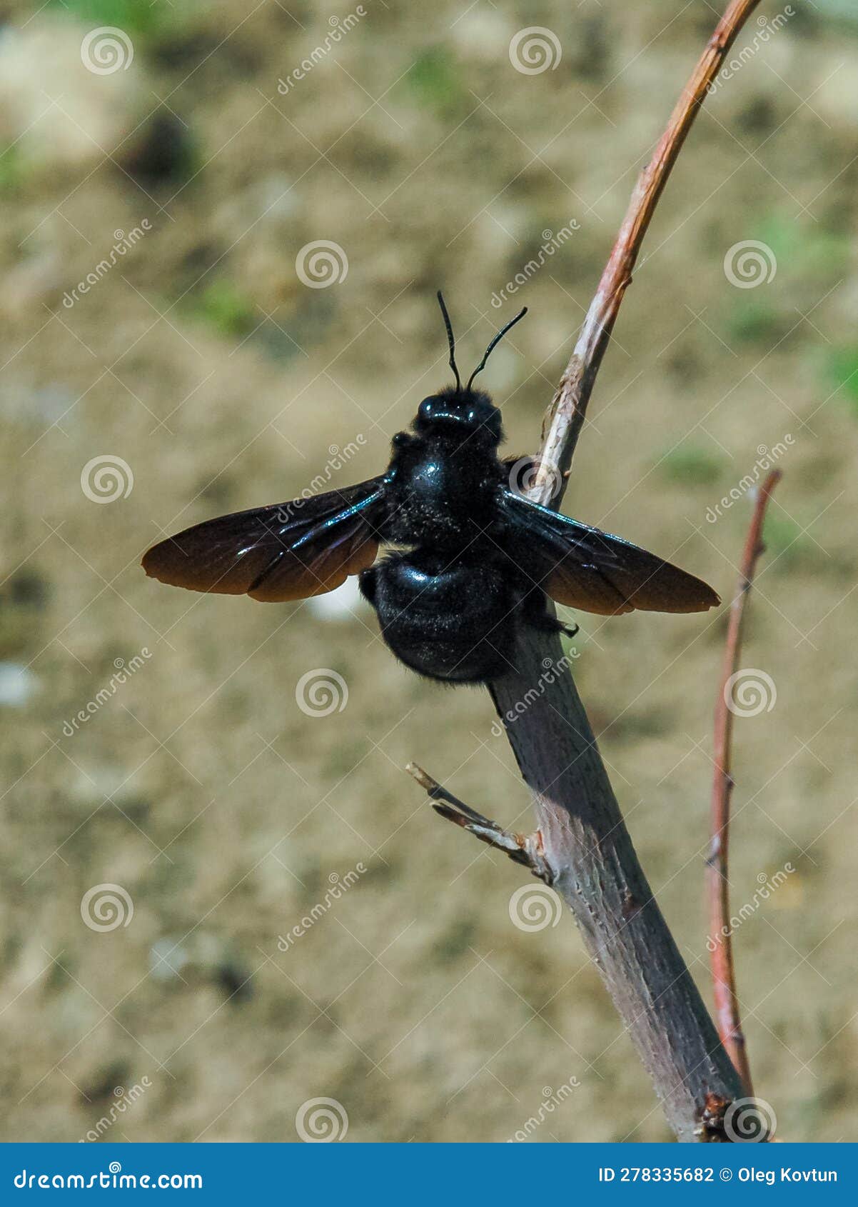 (Xylocopa Violacea), Big Carpenter Bee Resting Stock Photo - Image of ...