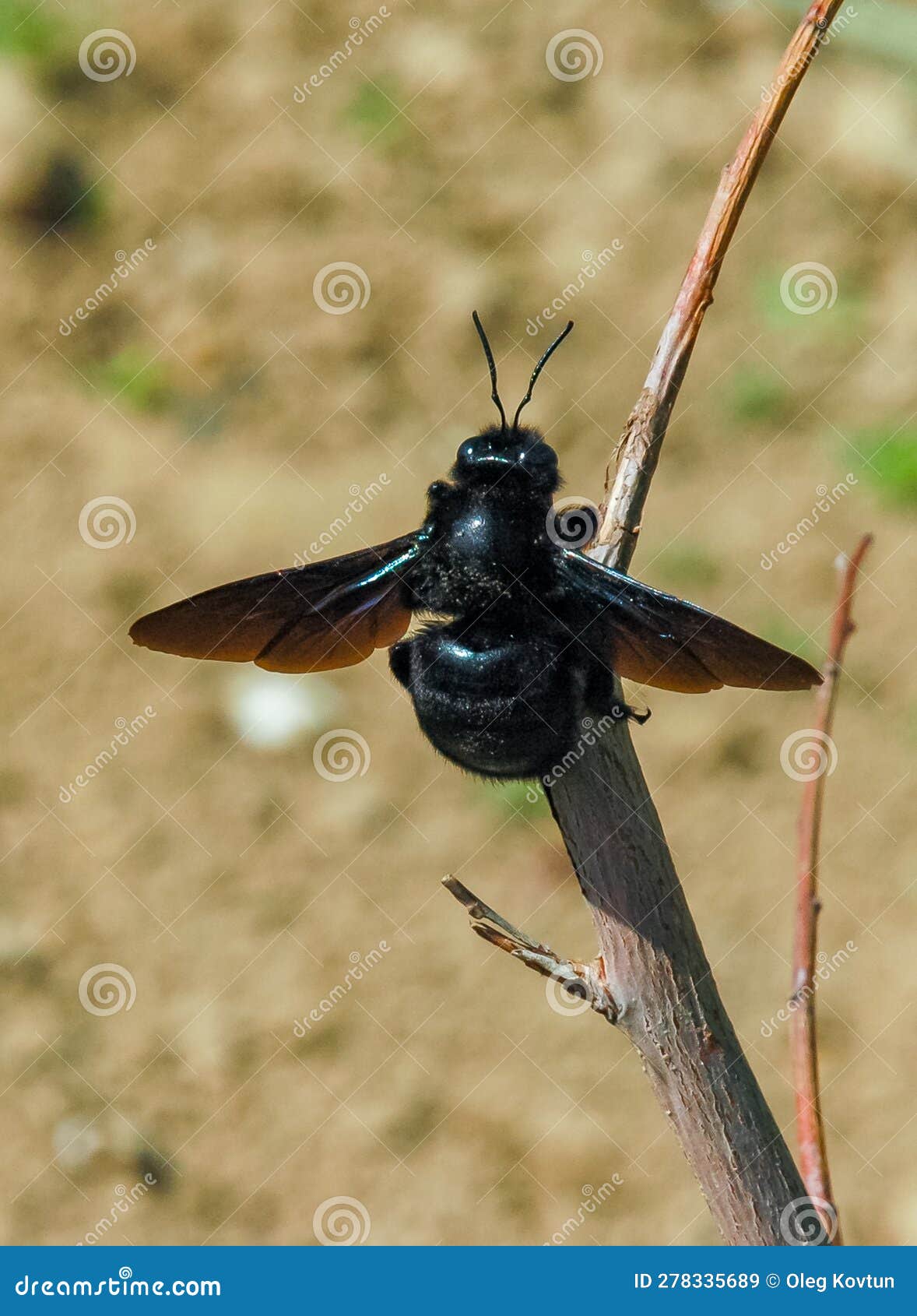 (Xylocopa Violacea), Big Carpenter Bee Resting Stock Image - Image of ...