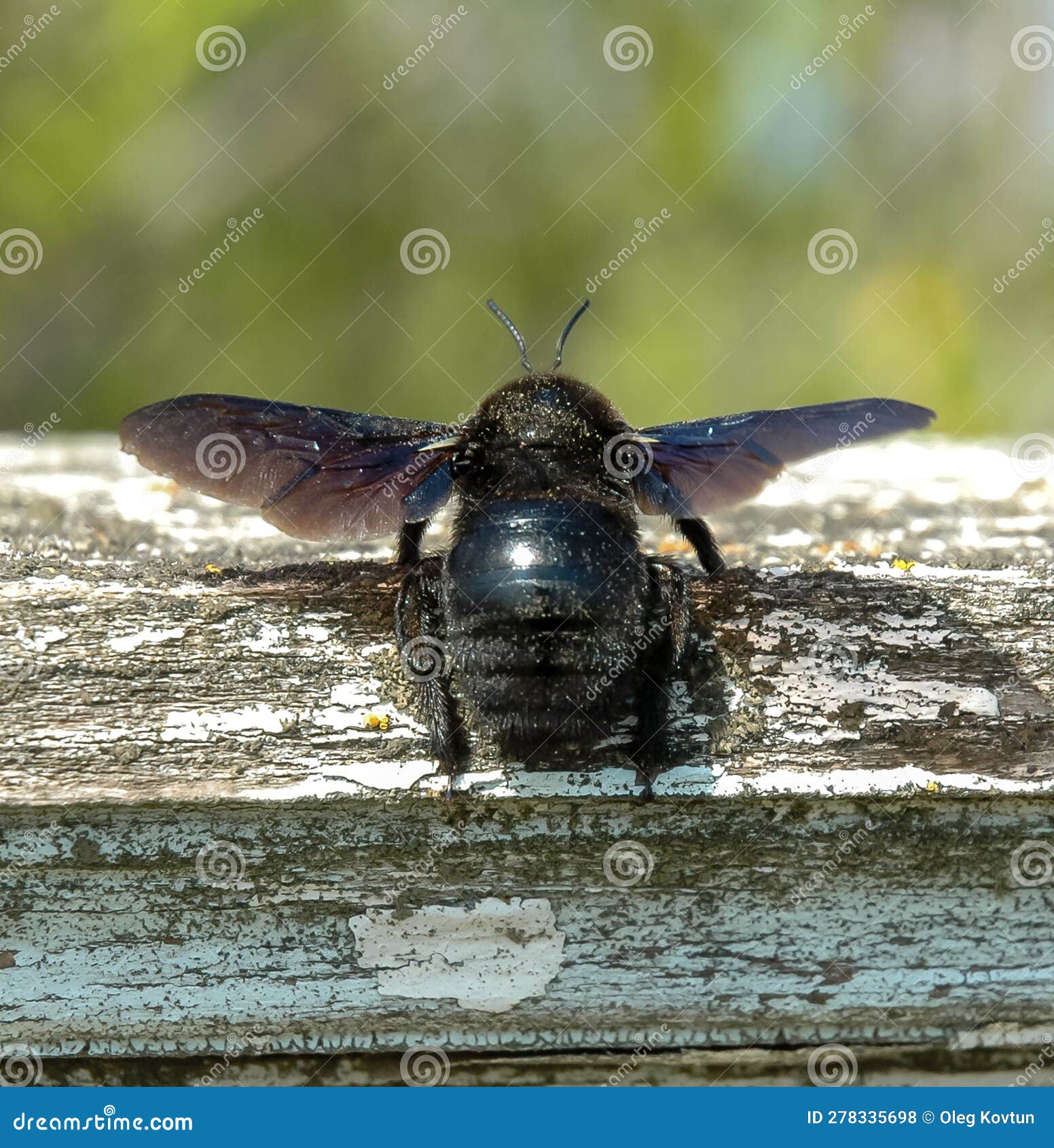 (Xylocopa Violacea), Big Carpenter Bee Resting Stock Photo - Image of ...