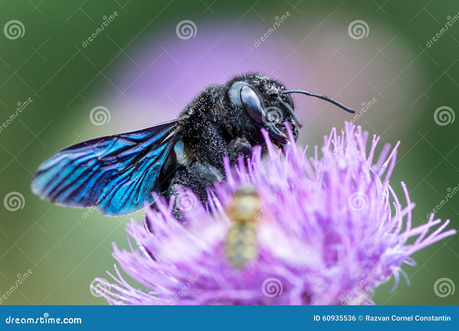 Xylocopa Violacea, the Violet Carpenter Bee Stock Photo - Image of pink ...