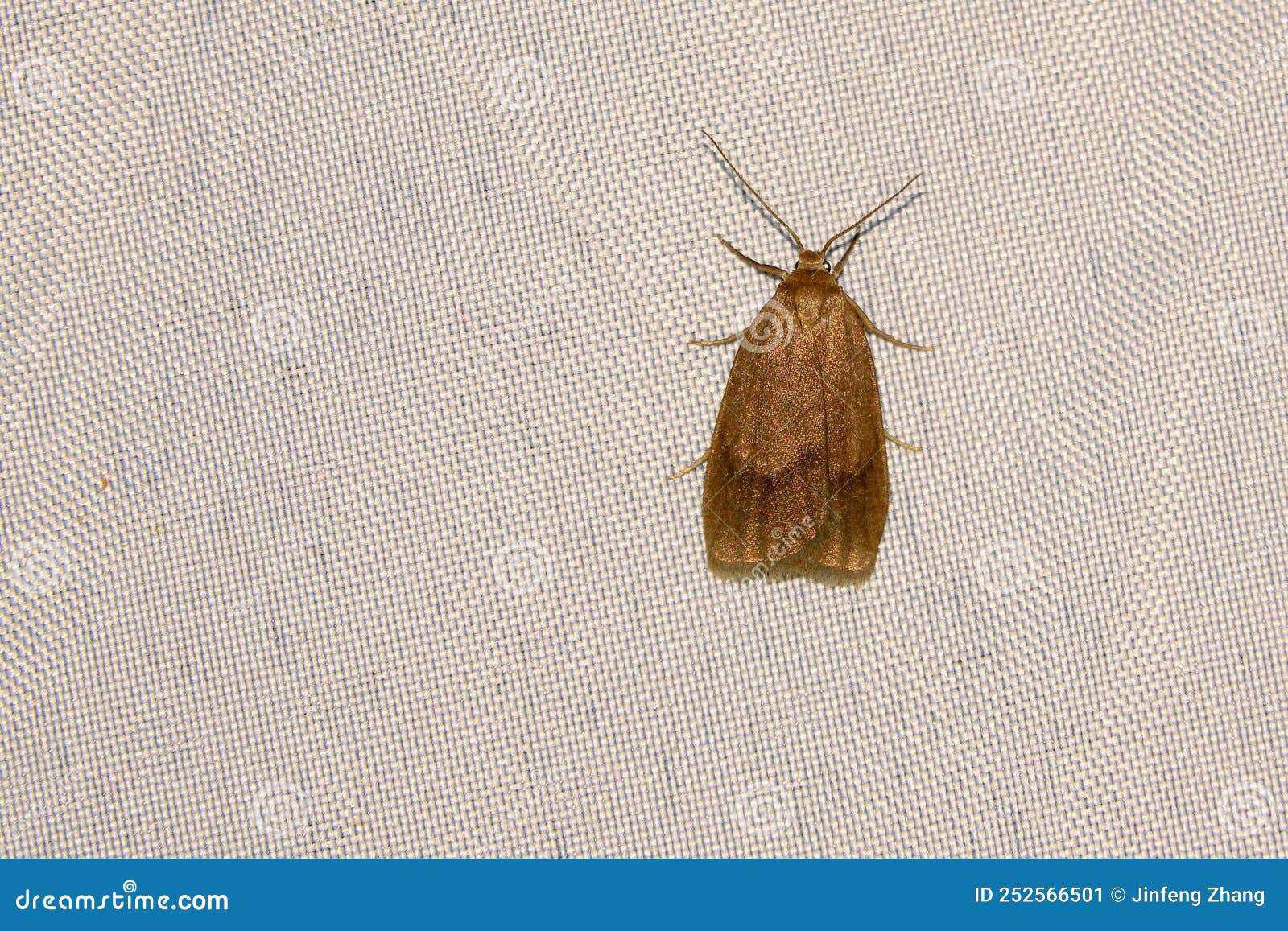 Xyloryctidae moth stock image. Image of wild, life, xyloryctidae ...