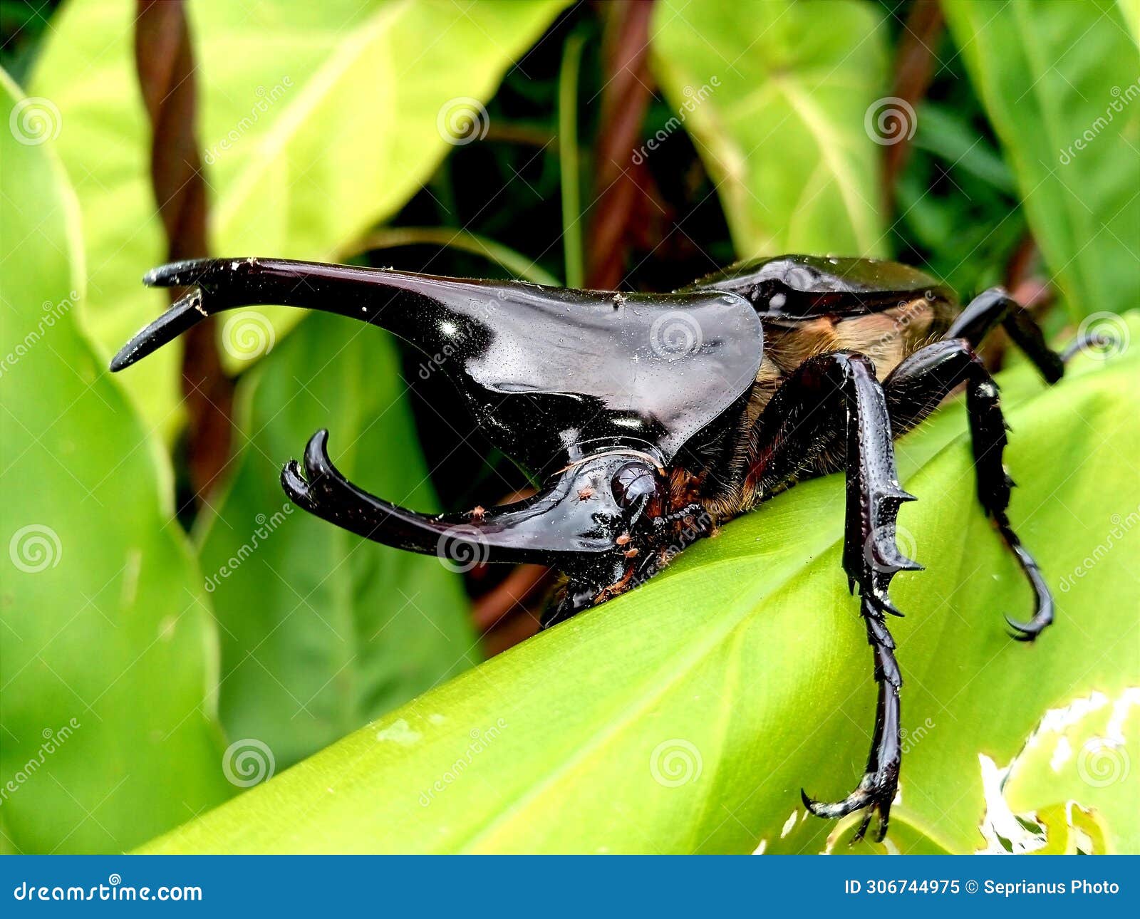 Xylotrupes Gideon Insect Crawling on a Log Stock Image - Image of ...