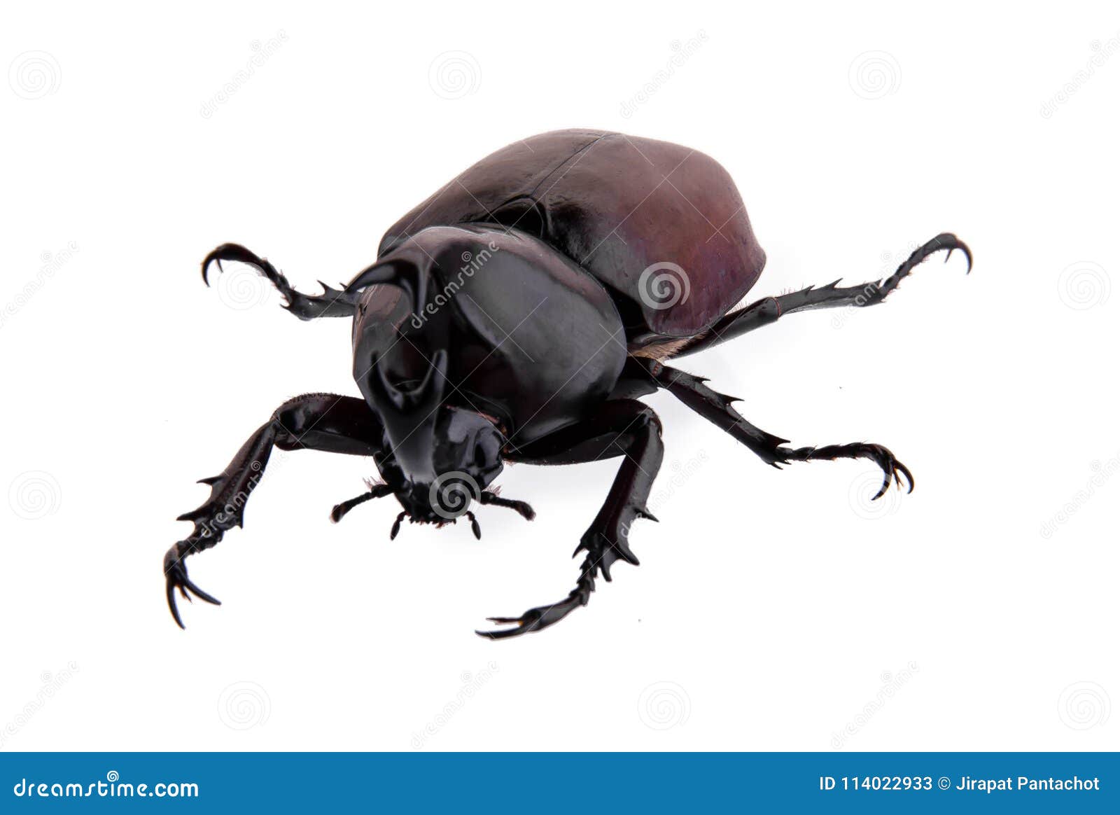 Xylotrupes Gideon on a White Background. Siamese Rhinoceros Beet Stock ... Xylotrupes Gideon on a White Background. Siamese Rhinoceros Beet Stock ...