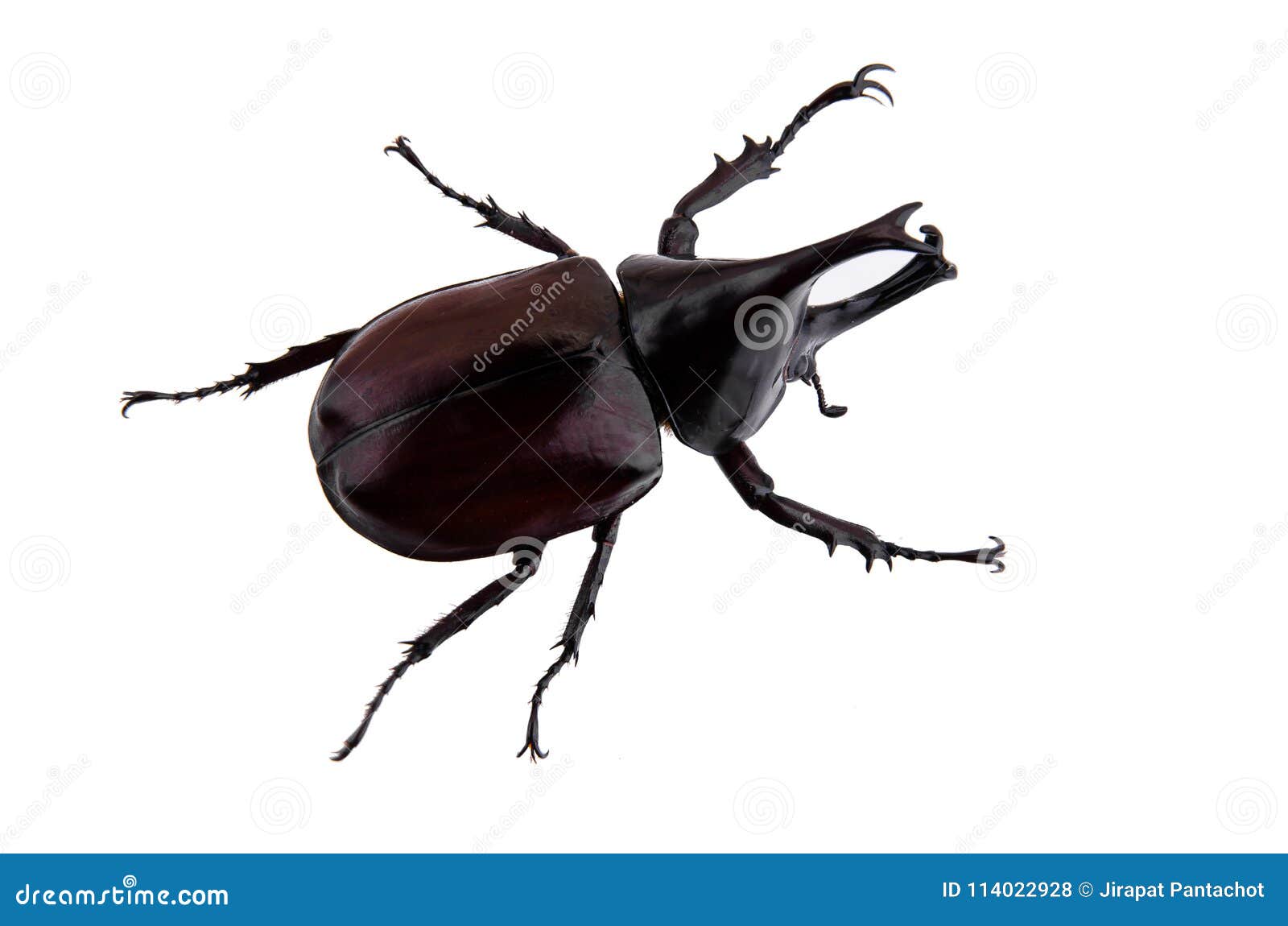 Xylotrupes Gideon On A White Background. Siamese Rhinoceros Beet Stock ... Xylotrupes Gideon On A White Background. Siamese Rhinoceros Beet Stock ...