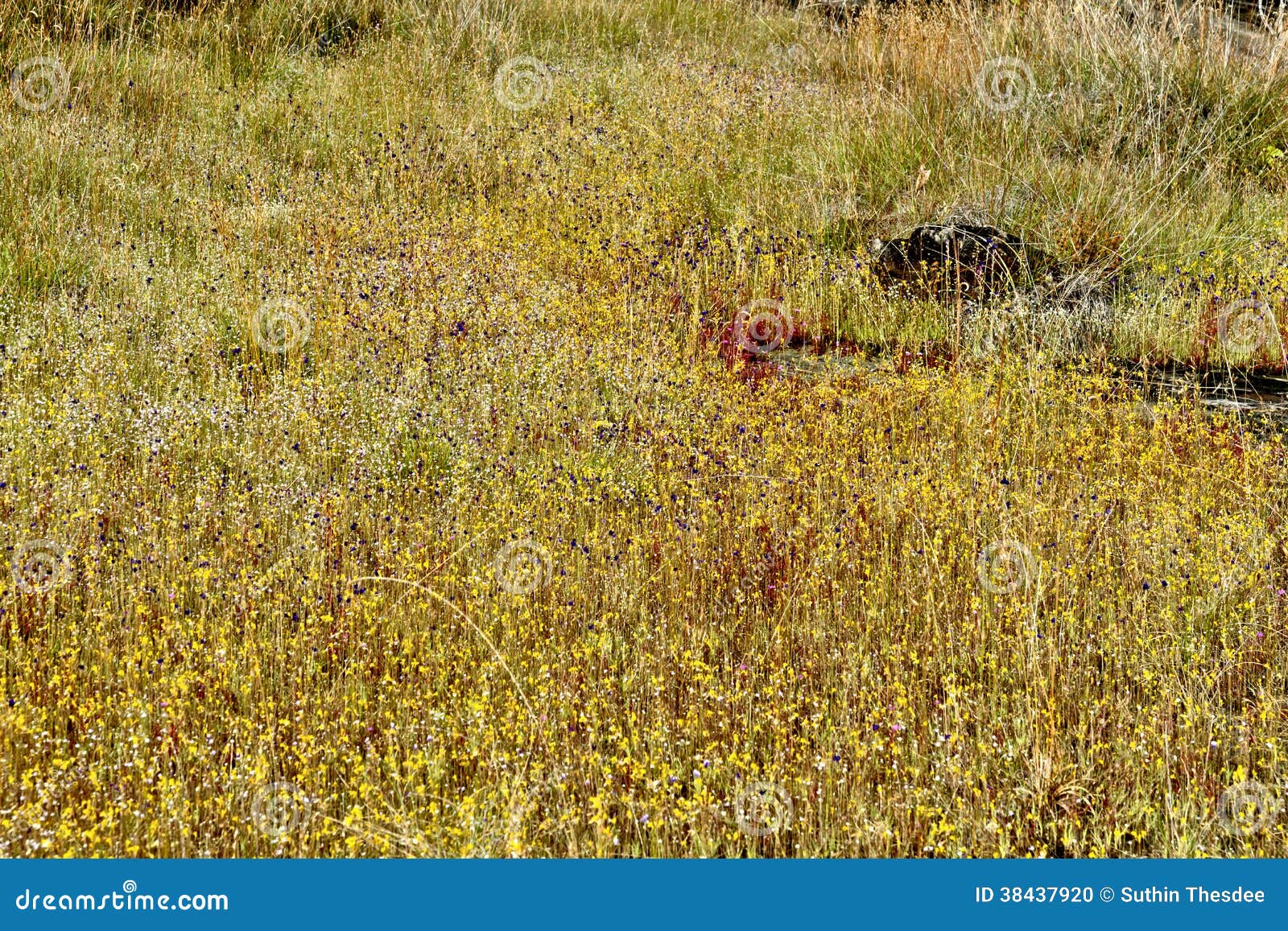 Xyris Pauciflora Willd.flower (XYRIDACEAE) on Ground Stone Stock Photo ...