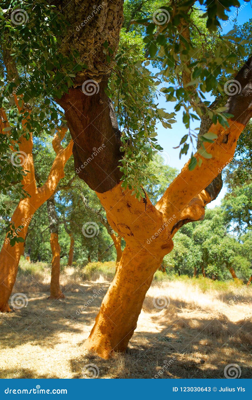 Cork trees in Y shape stock image. Image of shape, resources - 123030643