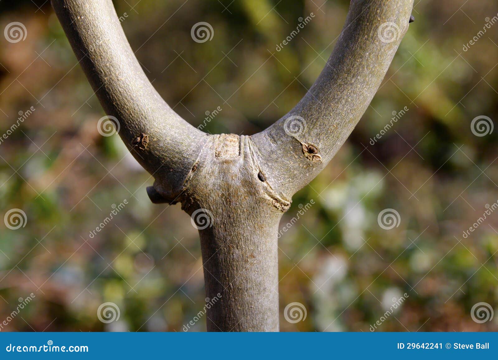 Y-shaped ash tree close up stock image. Image of season - 29642241