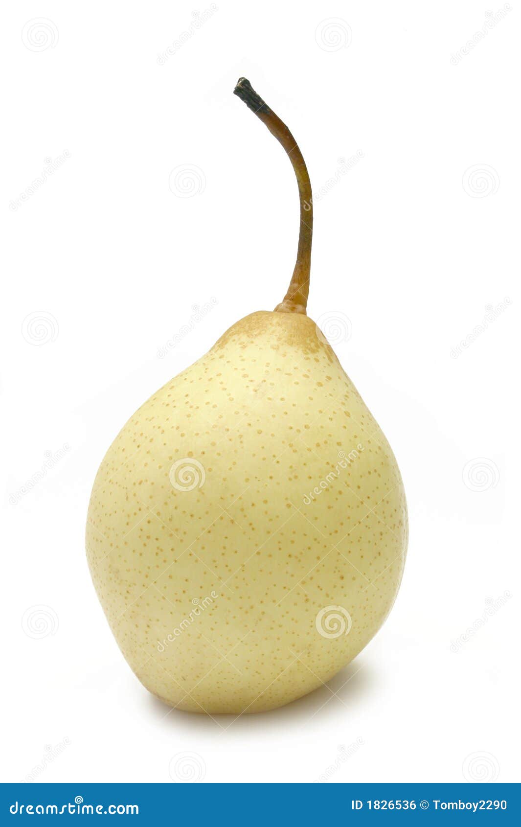 Ya Pear stock photo. Image of three, pyrus, stem, chinese - 1826536