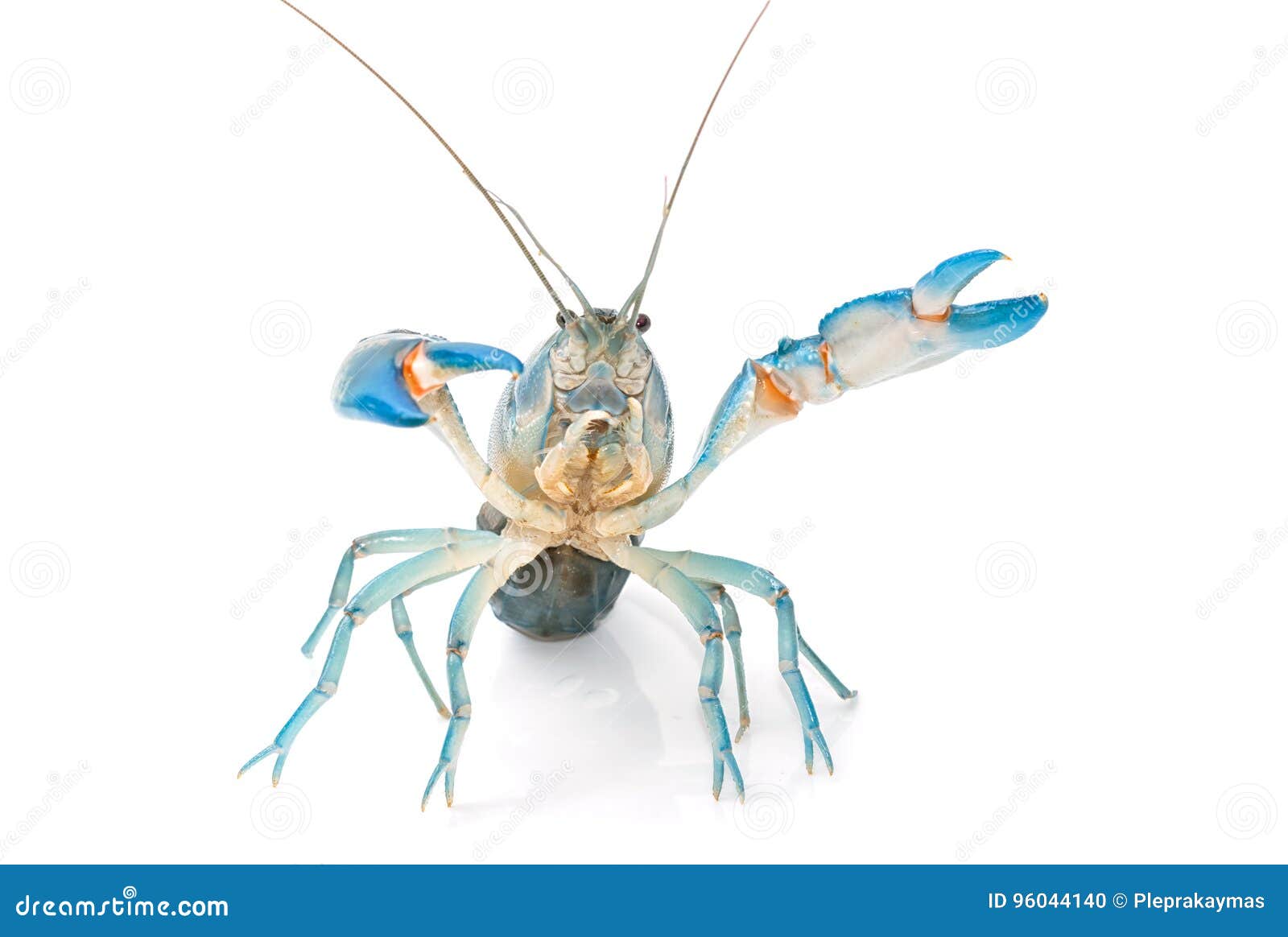 Yabbie Crayfish in Fighting Position,Blue Crayfish Stock Photo - Image ...