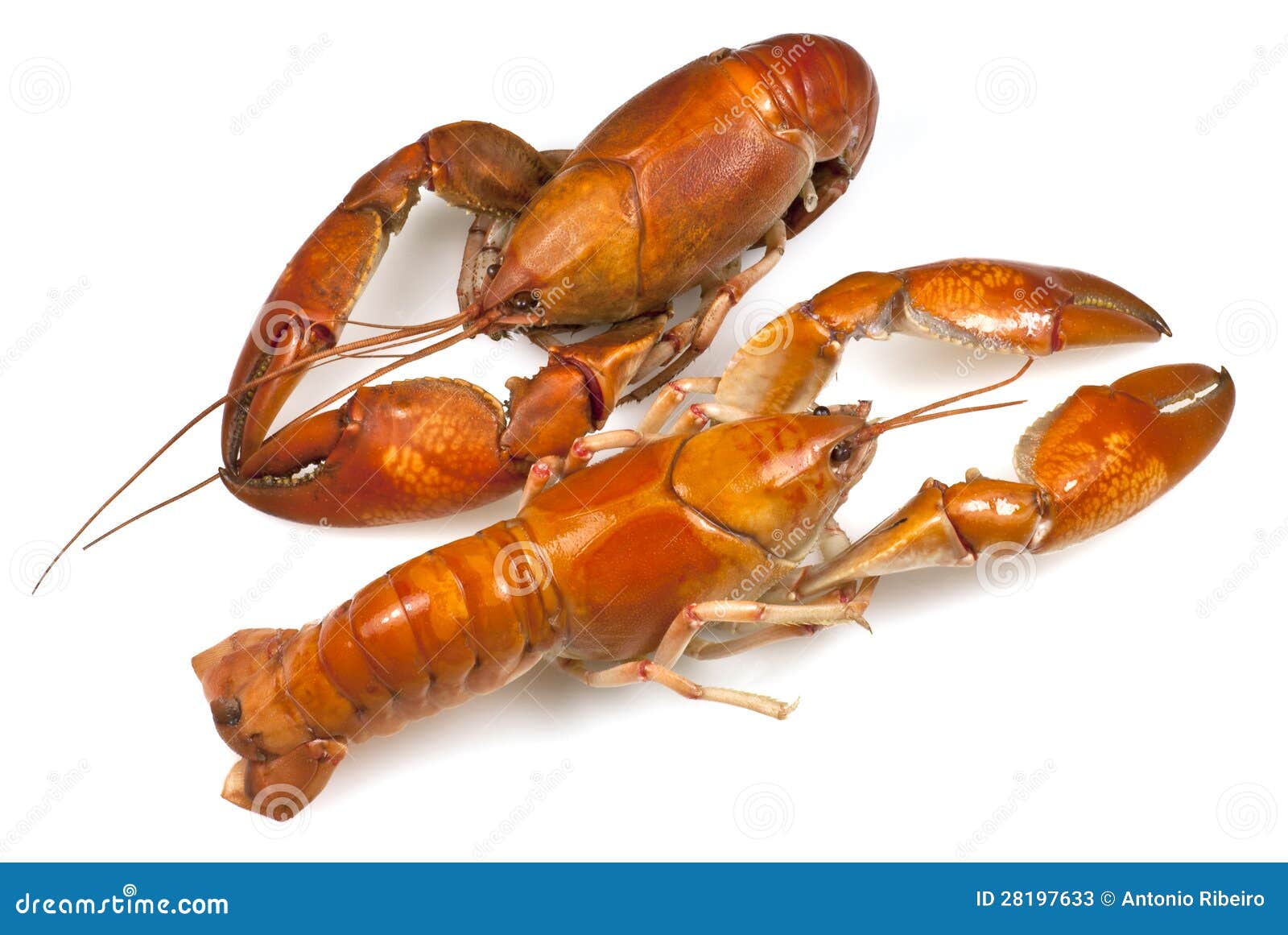 Yabby or Freshwater Lobster Stock Image - Image of appetizer, animal ...