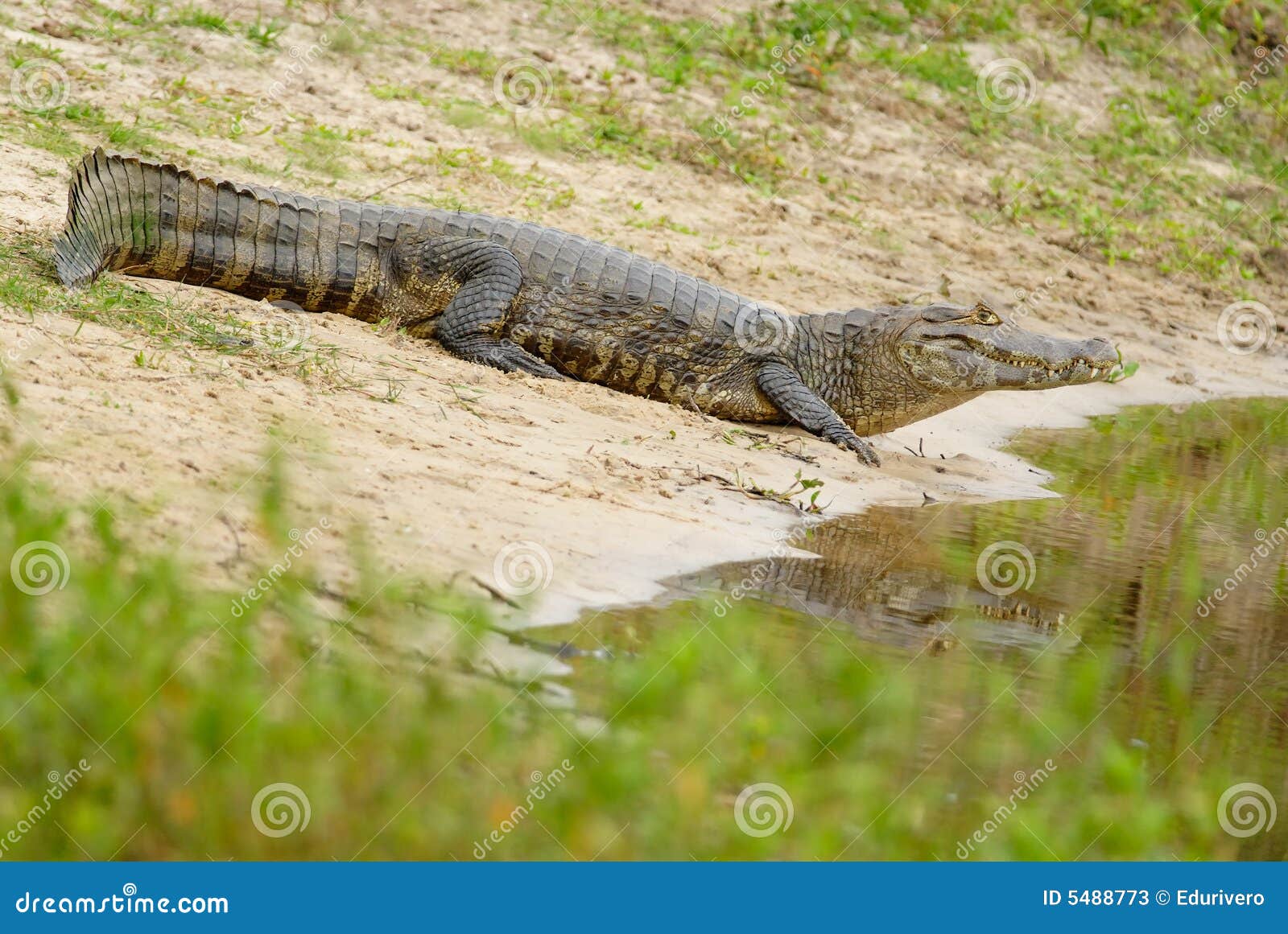 Yacare Caiman (Caiman Yacare) Stock Image - Image of alligator, daytime ...