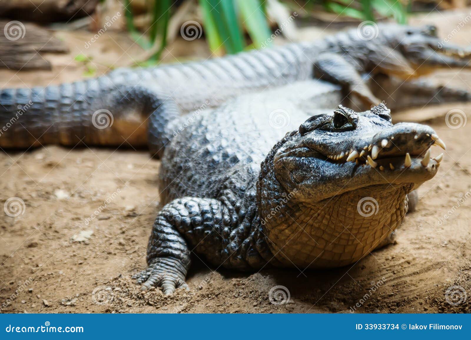 Yacare Caiman, Crocodile In Pantanal, Paraguay Royalty-Free Stock ...