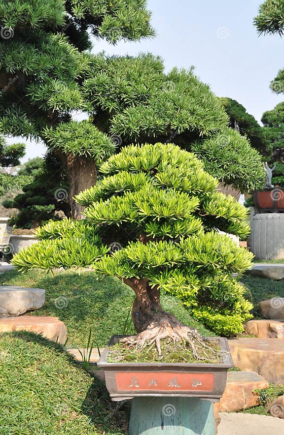 Yacca tree bonsai in pot stock photo. Image of outdoor - 17768480