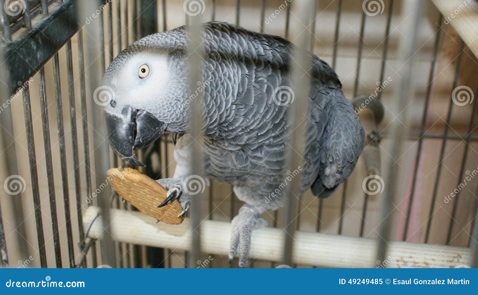 Yaco stock image. Image of african, poultry, animal, yaco - 49249485