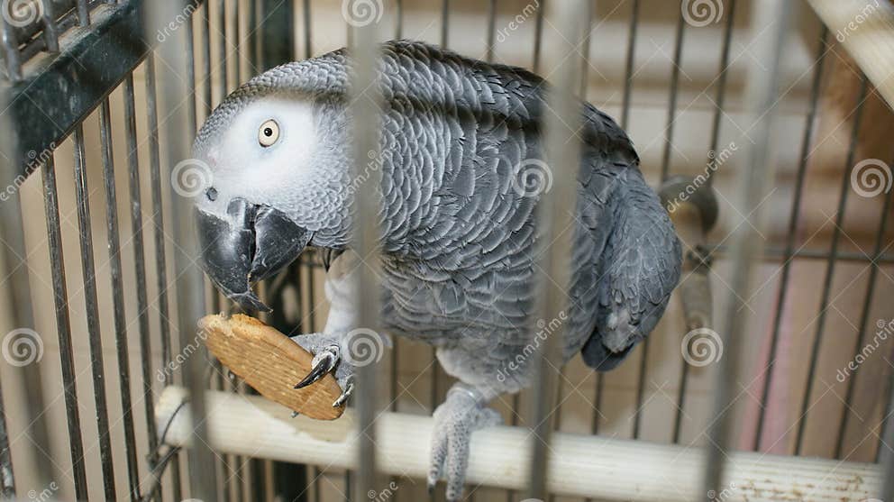 Yaco stock image. Image of african, poultry, animal, yaco - 49249485