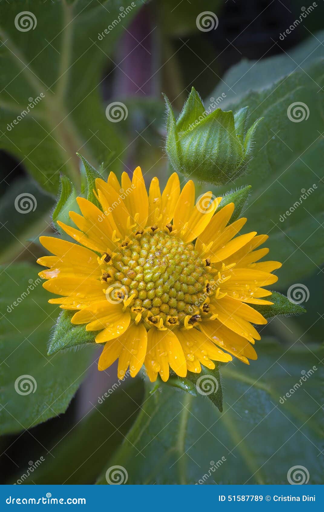 Yakonblume stockbild. Bild von frucht, boden, blume, gesund - 51587789