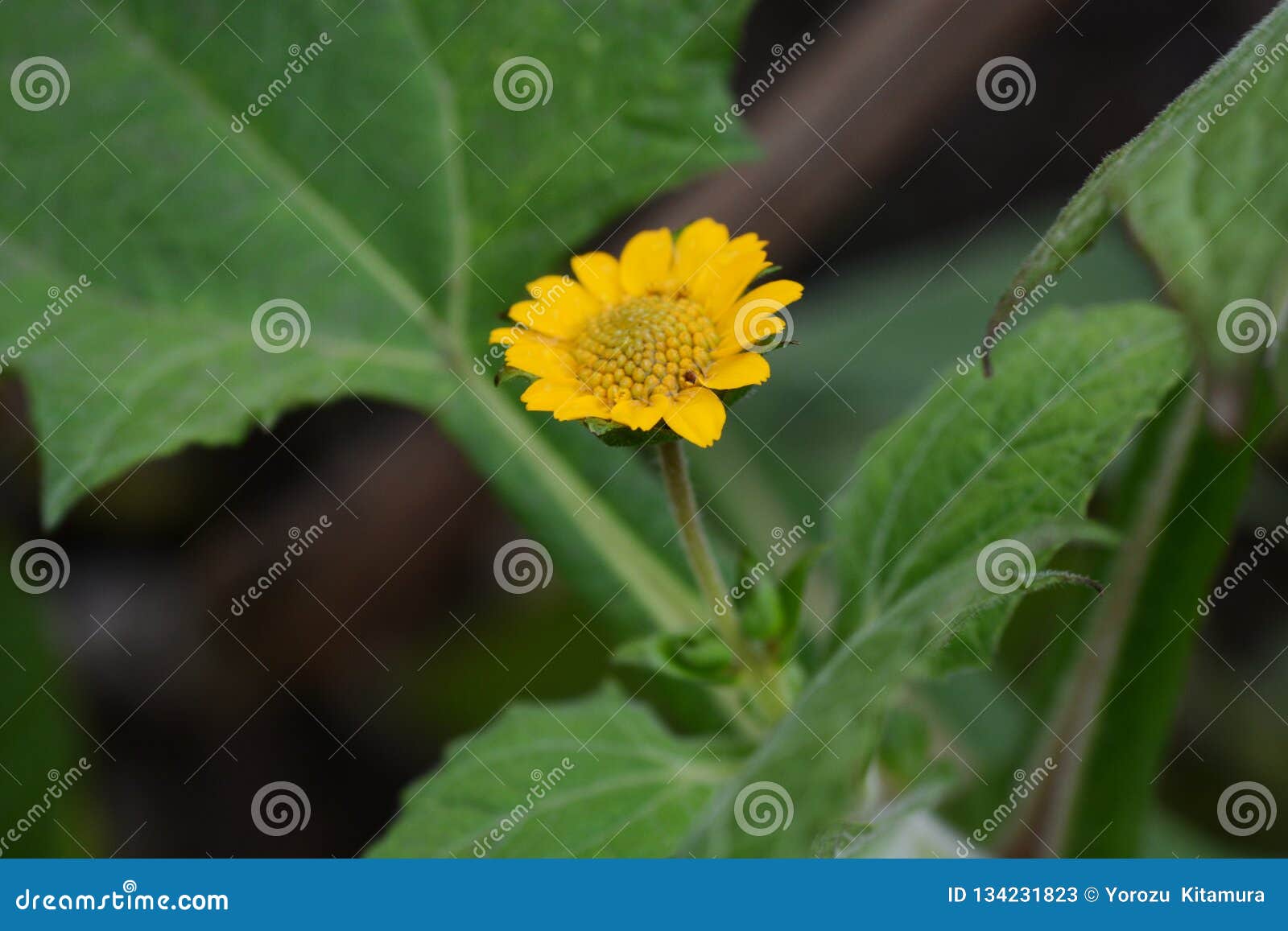Yacon flowers stock image. Image of cultivating, flower - 134231823