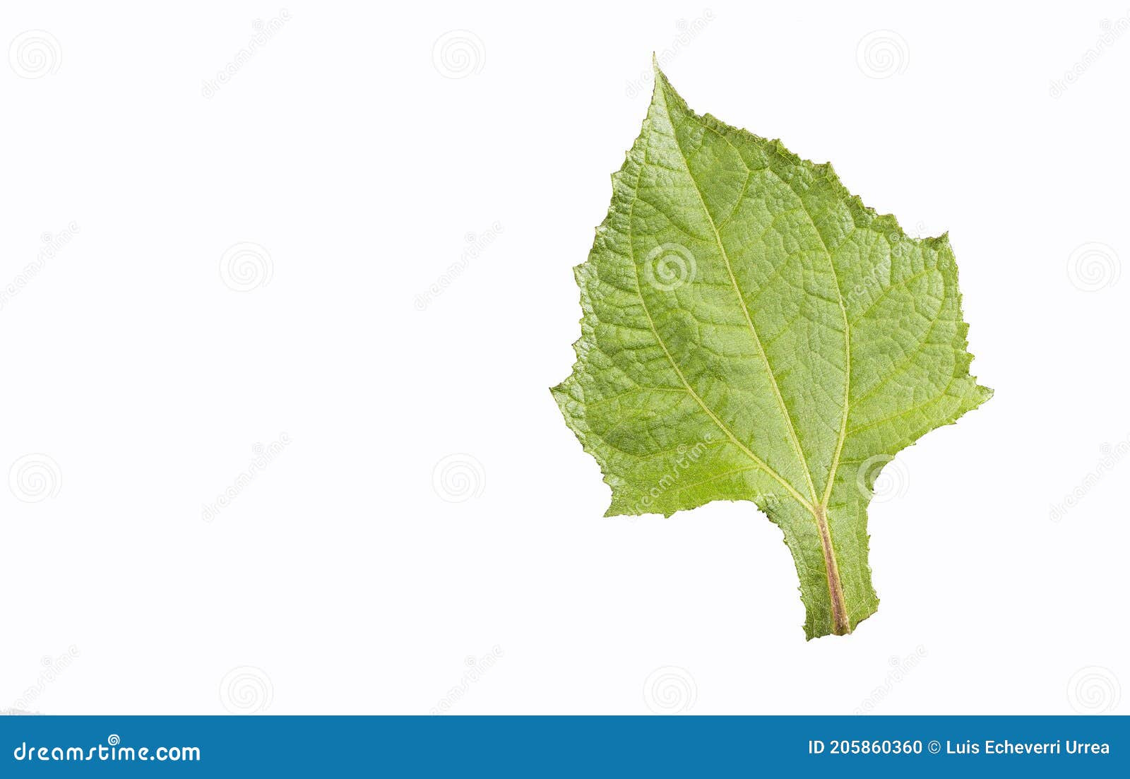 Yacon Leaf with Medicinal Properties - Smallanthus Sonchifolius Stock ...