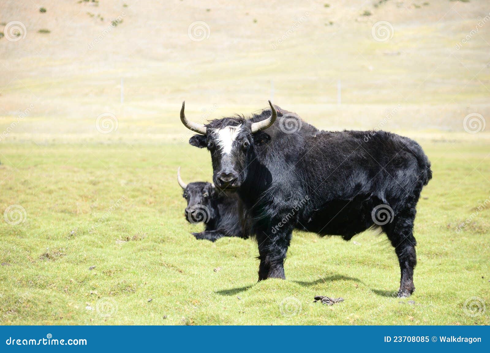 Yacs imagen de archivo. Imagen de prado, yacs, salvaje - 23708085