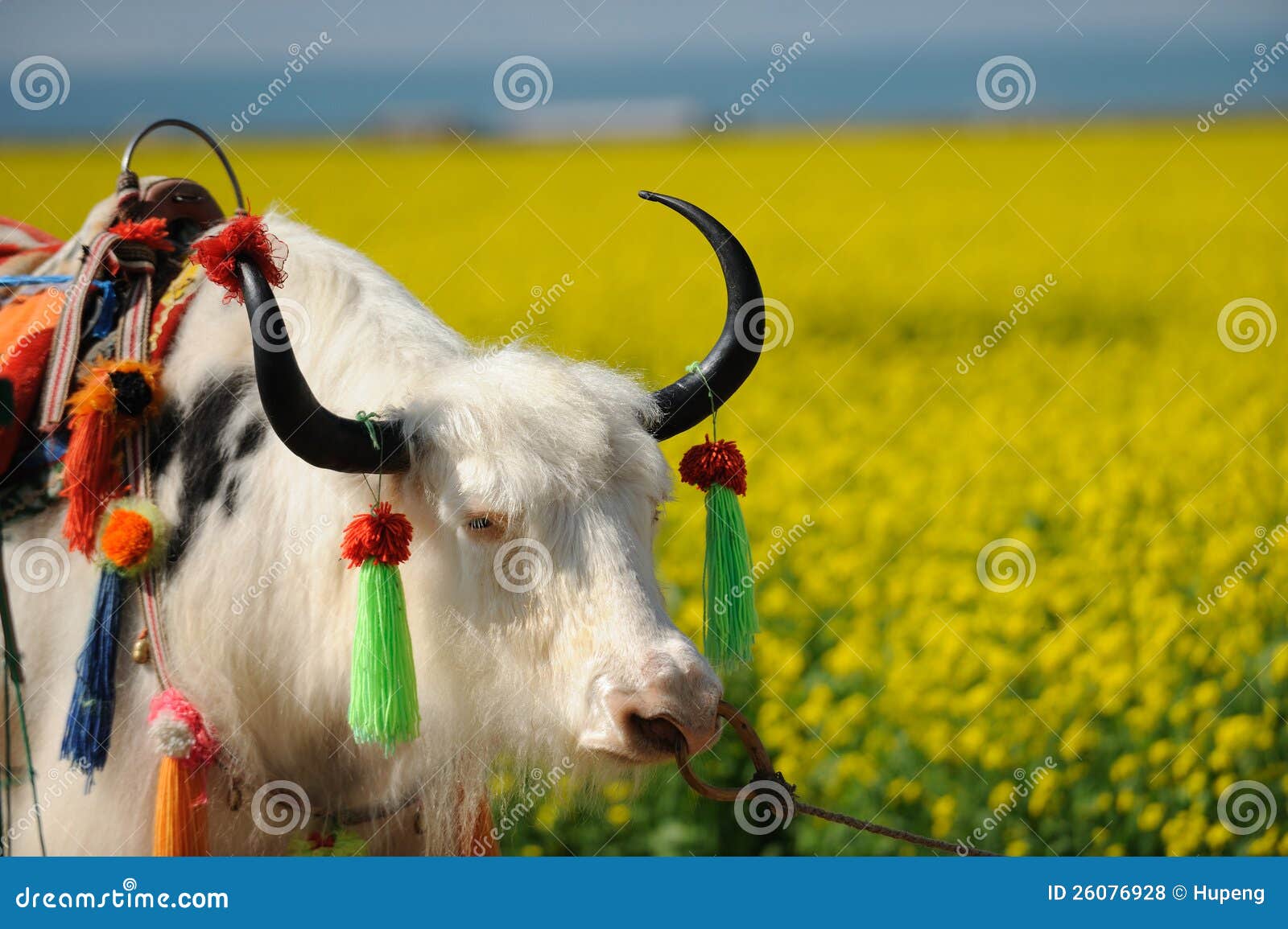 Yacs Blancos En El Campo De La Rabina Foto de archivo - Imagen de ...