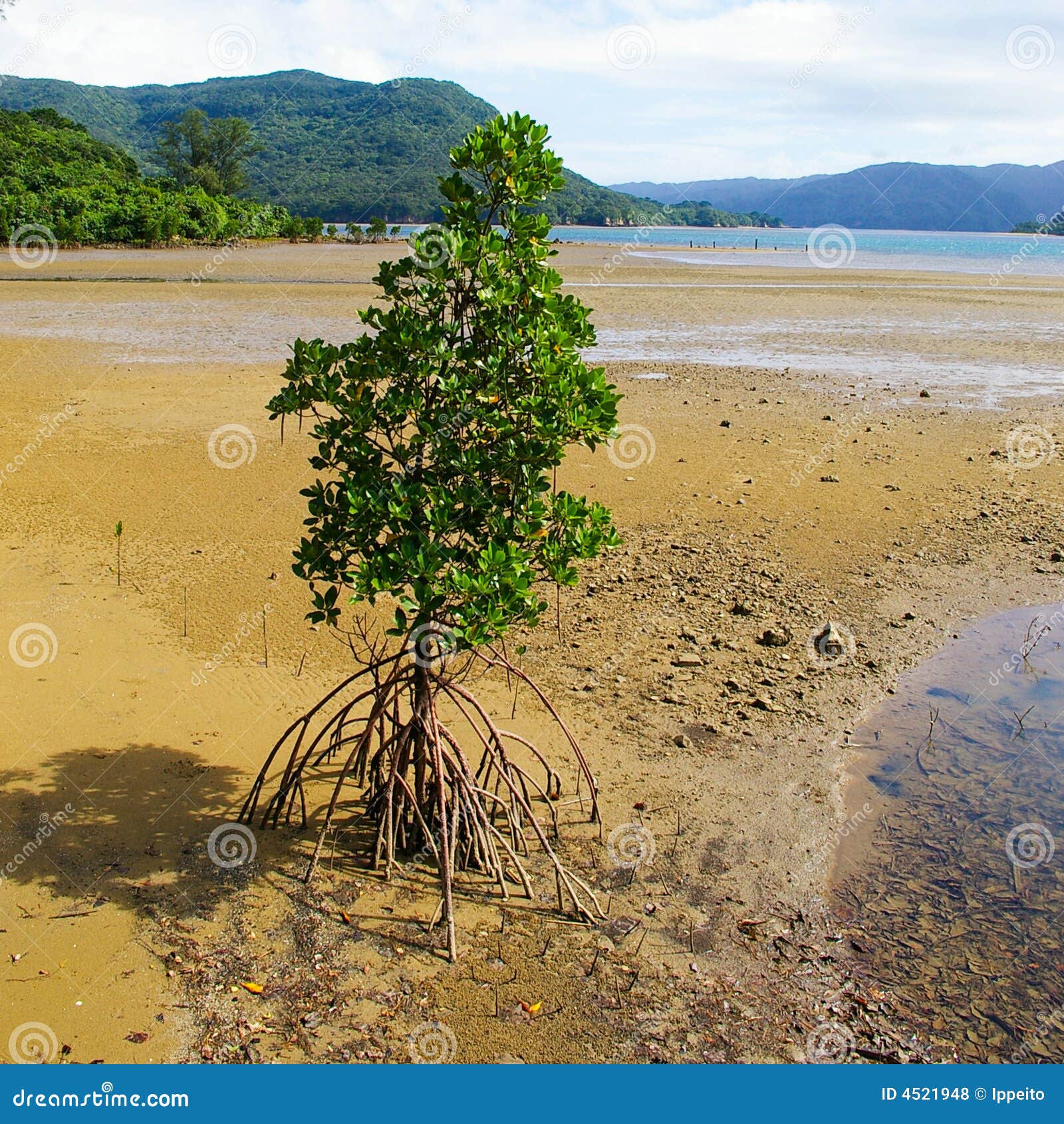 Rhizophora Mucronata Royalty-Free Stock Photo | CartoonDealer.com #79556325