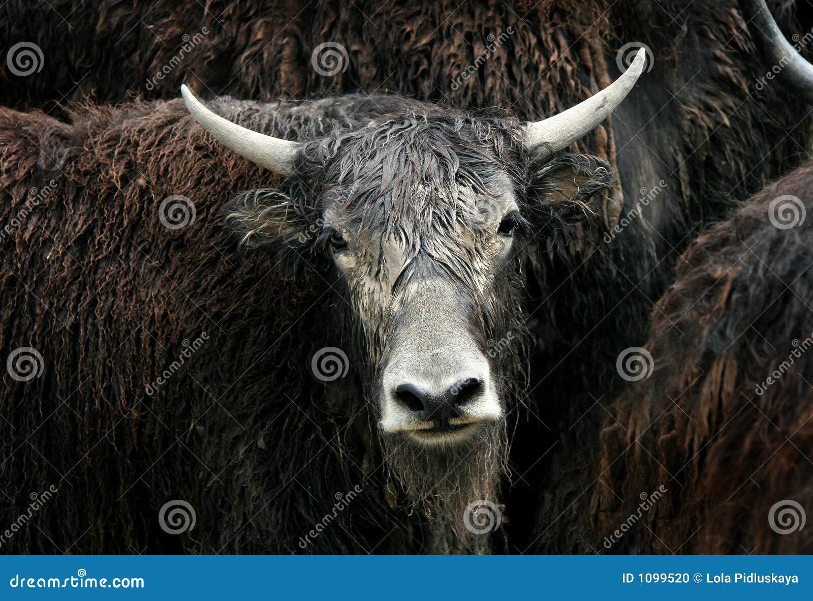 Yak stock photo. Image of - 1099520