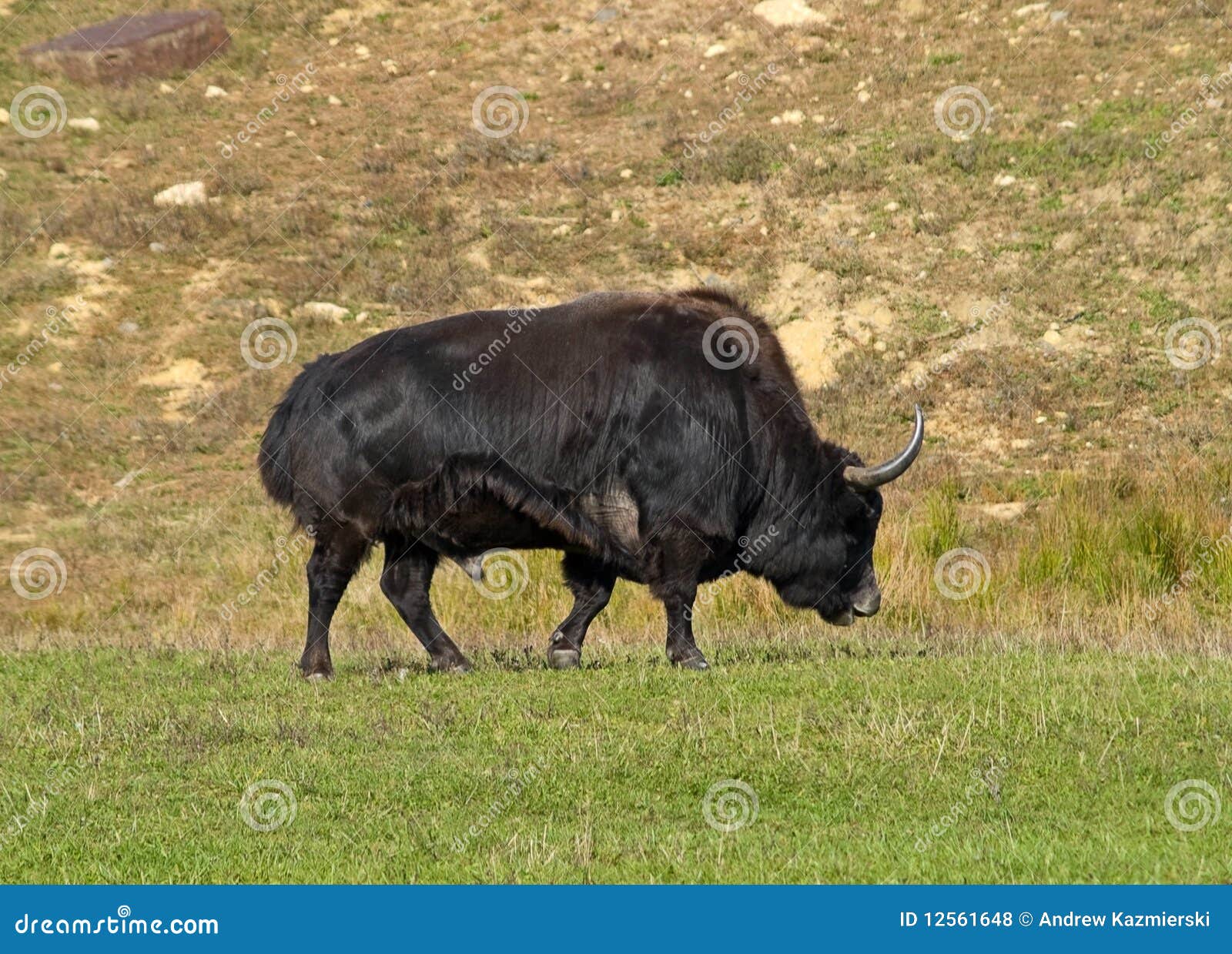 The Yak stock photo. Image of grazing, asia, nature, wildlife - 12561648