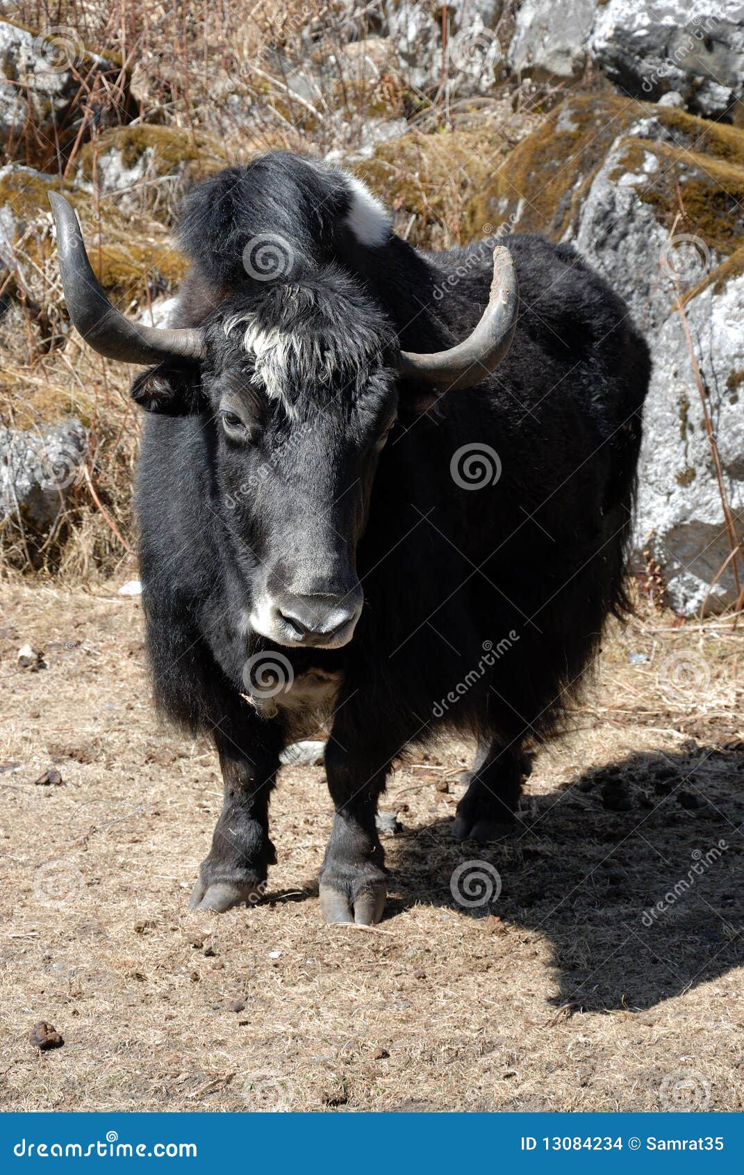 Yak stock photo. Image of animal, front, vertical, remote - 13084234
