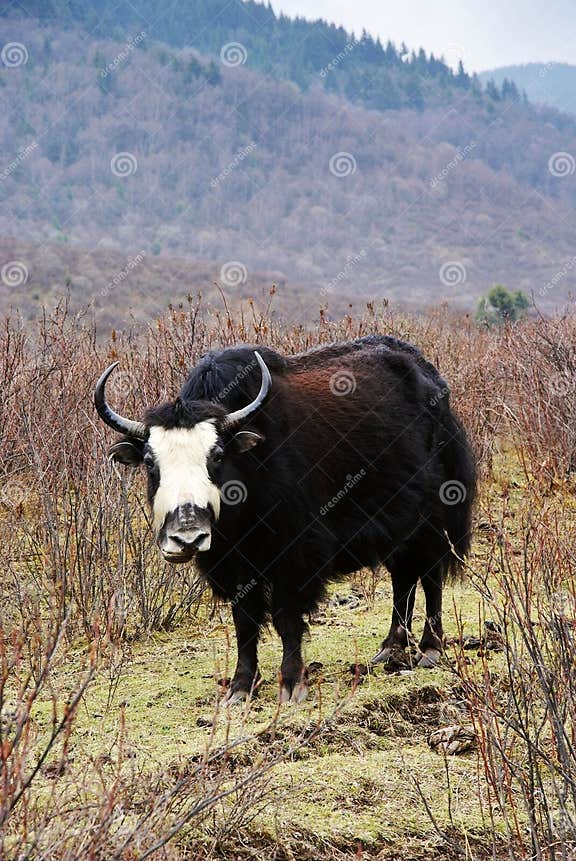 Yak stock image. Image of grunniens, hooves, farm, hair - 14196653