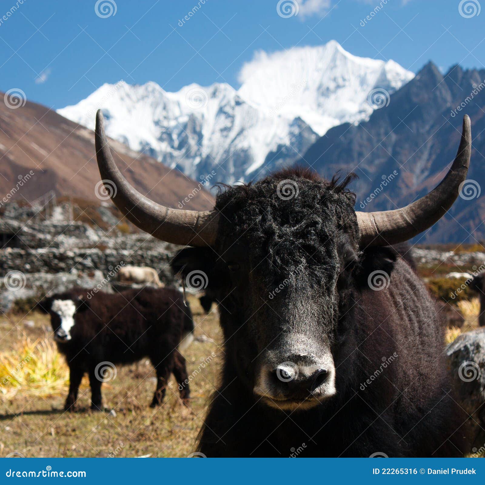 Yak stock photo. Image of asia, horn, farm, furry, langshisha - 22265316