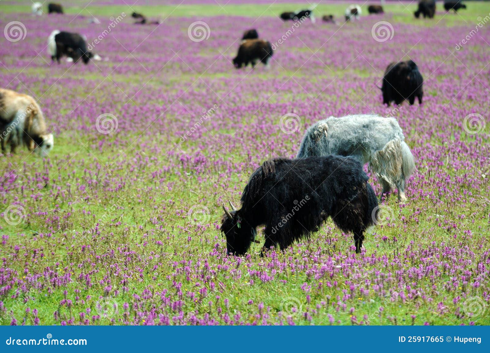 Yak stock image. Image of fairyland, cattle, asian, animals - 25917665