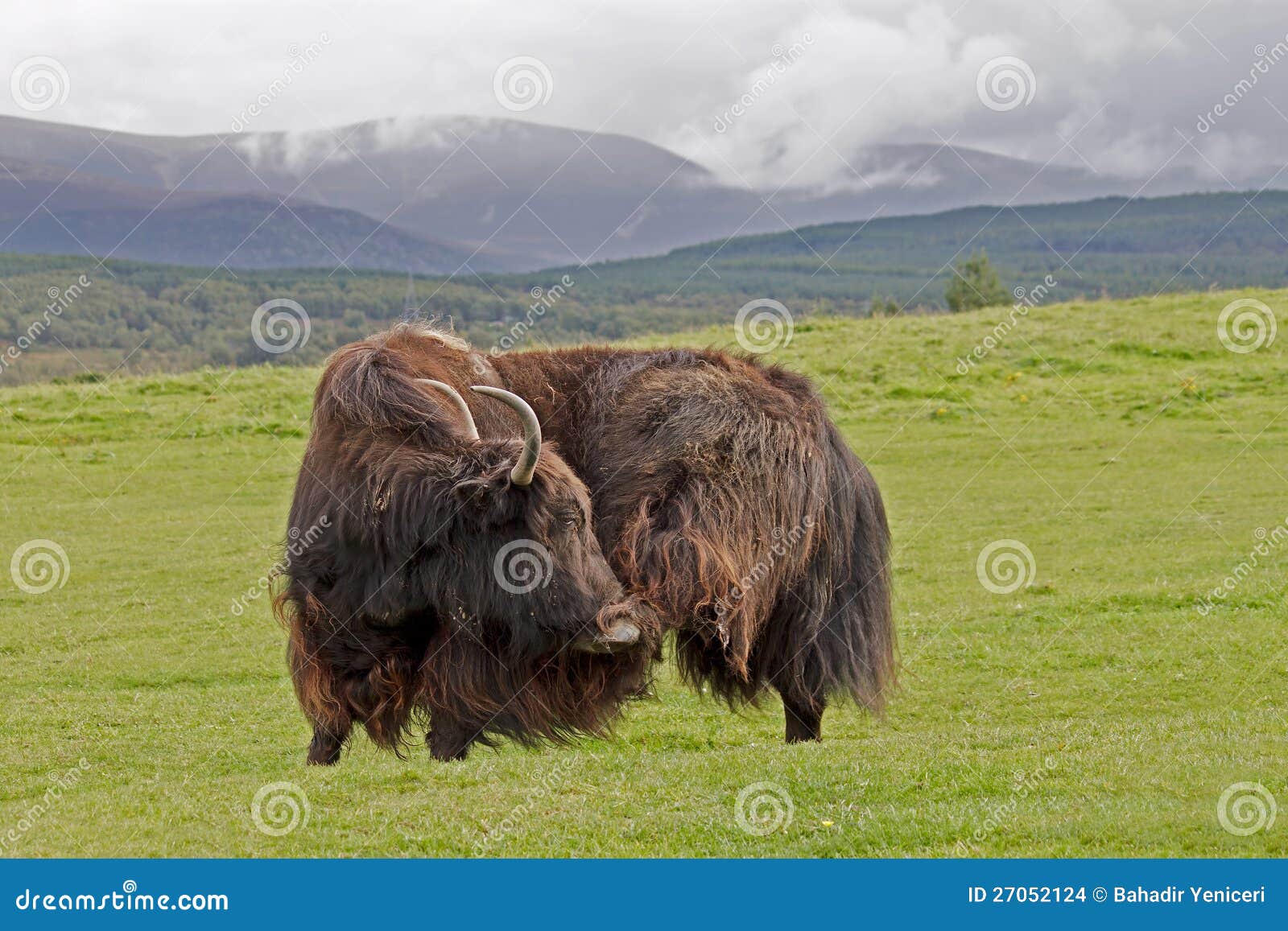 Yak stock photo. Image of himalayan, bison, wildlife - 27052124