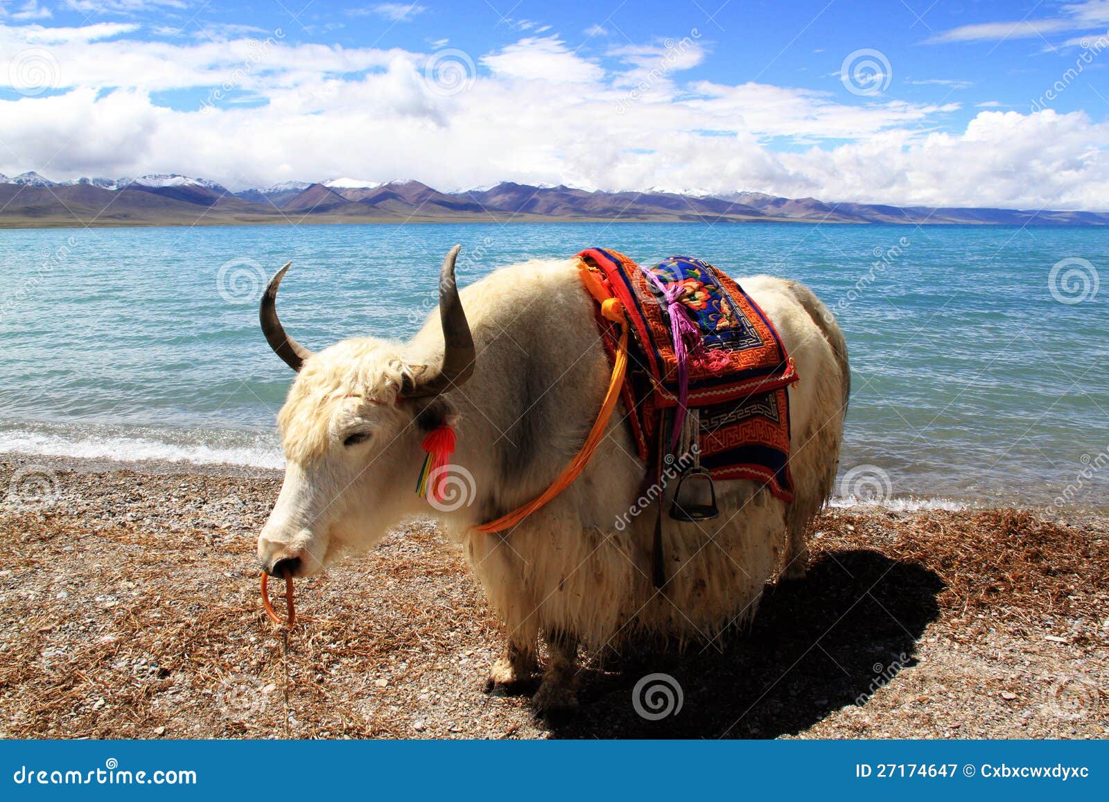 Yak stock image. Image of asia, lakes, lake, closest - 27174647