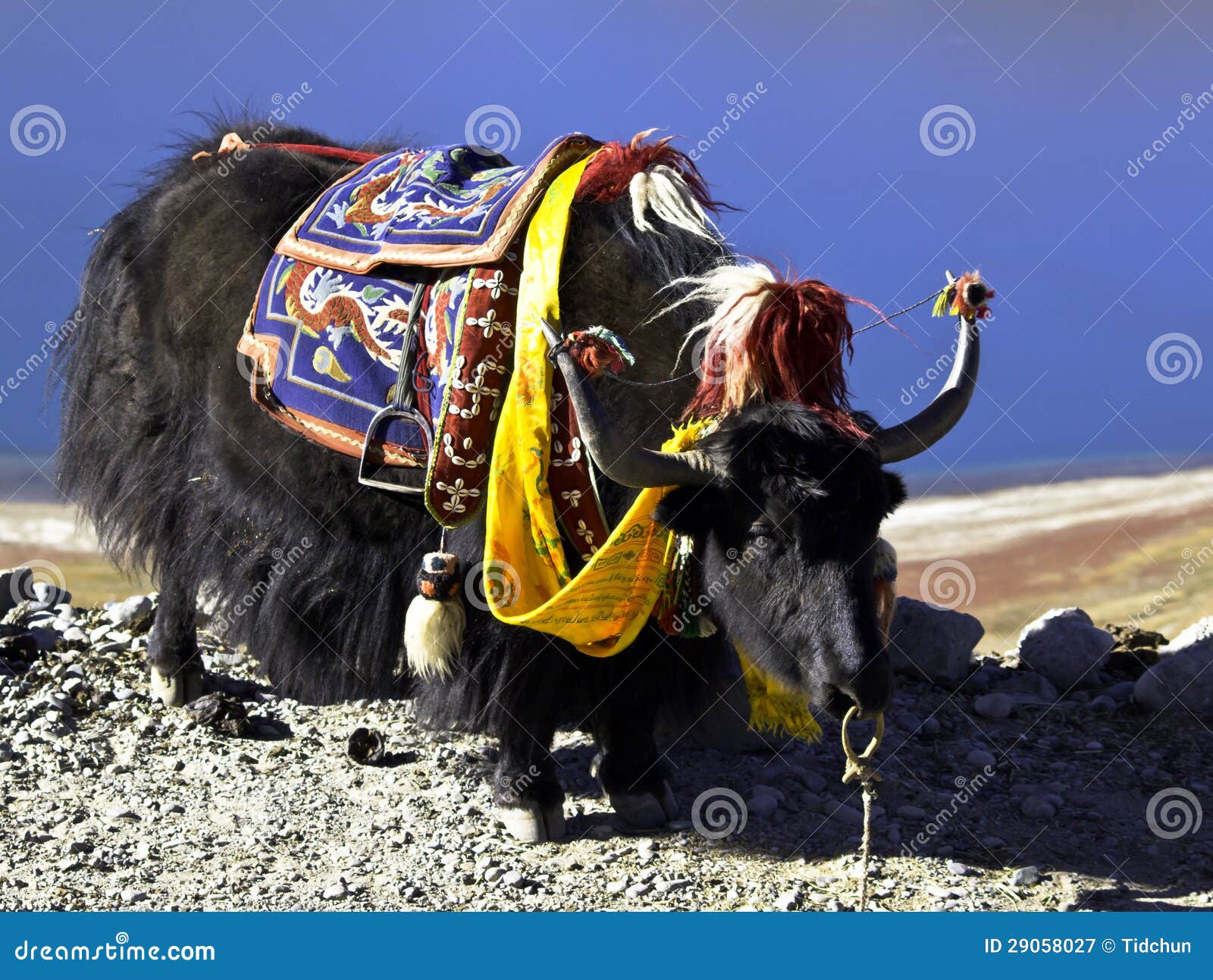 Head Yak Himalayan Wild Cow Bhutan Stock Photos - Free & Royalty-Free ...