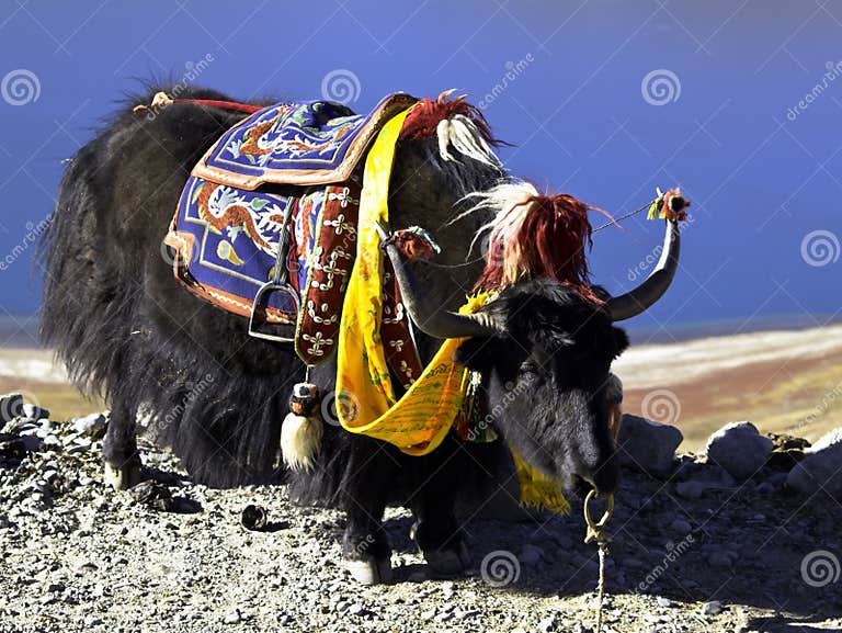 Yak stock image. Image of beef, highlands, grassland - 29058027