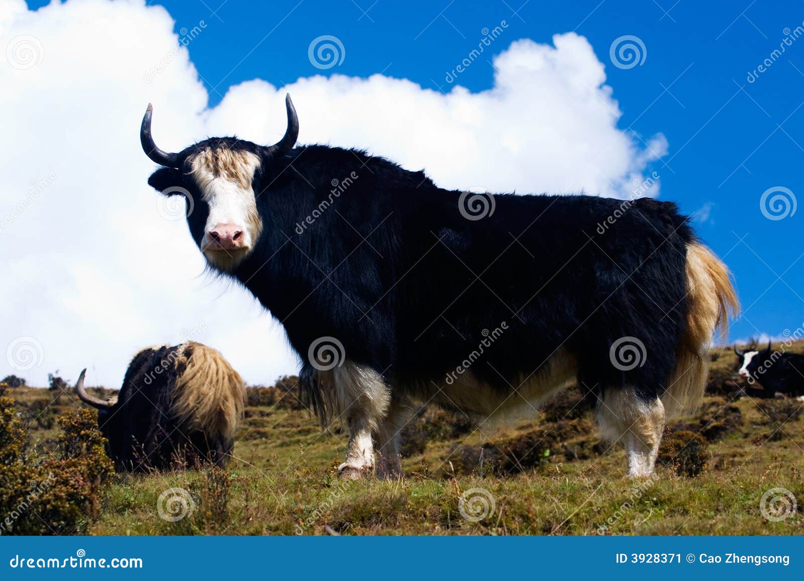 Yak stock image. Image of animal, strong, himalayas, hair - 3928371