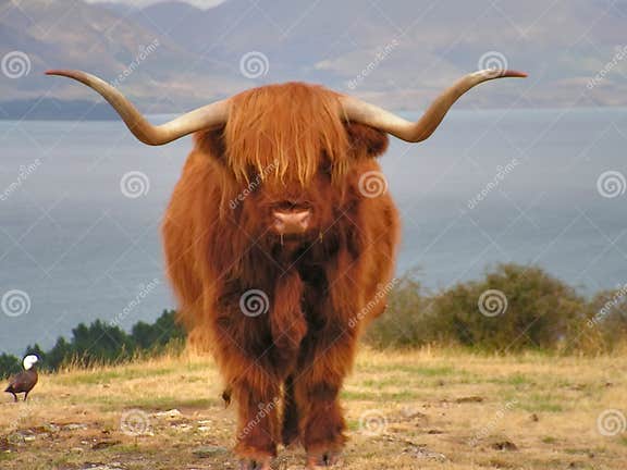 Yak stock image. Image of horns, meadows, rufous, wildlife - 5955859