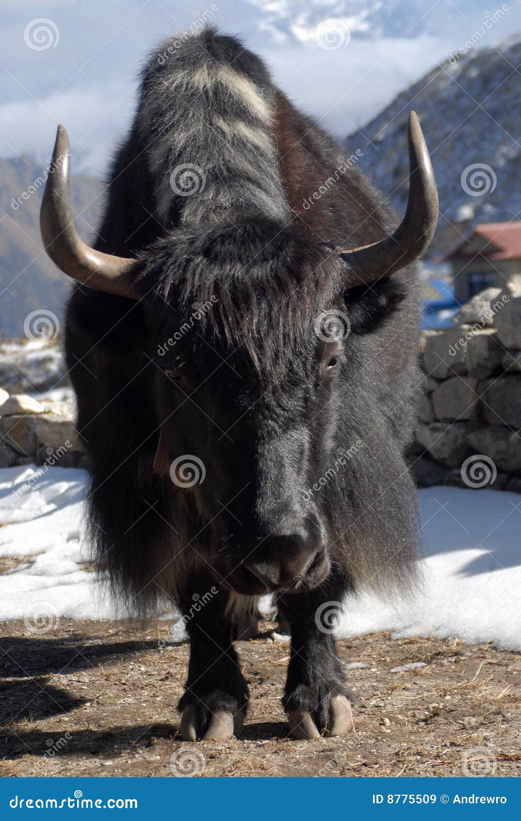 Yak stock image. Image of mountains, transport, black - 8775509