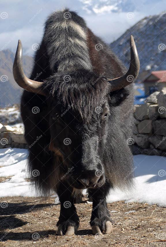 Yak stock image. Image of mountains, transport, black - 8775509