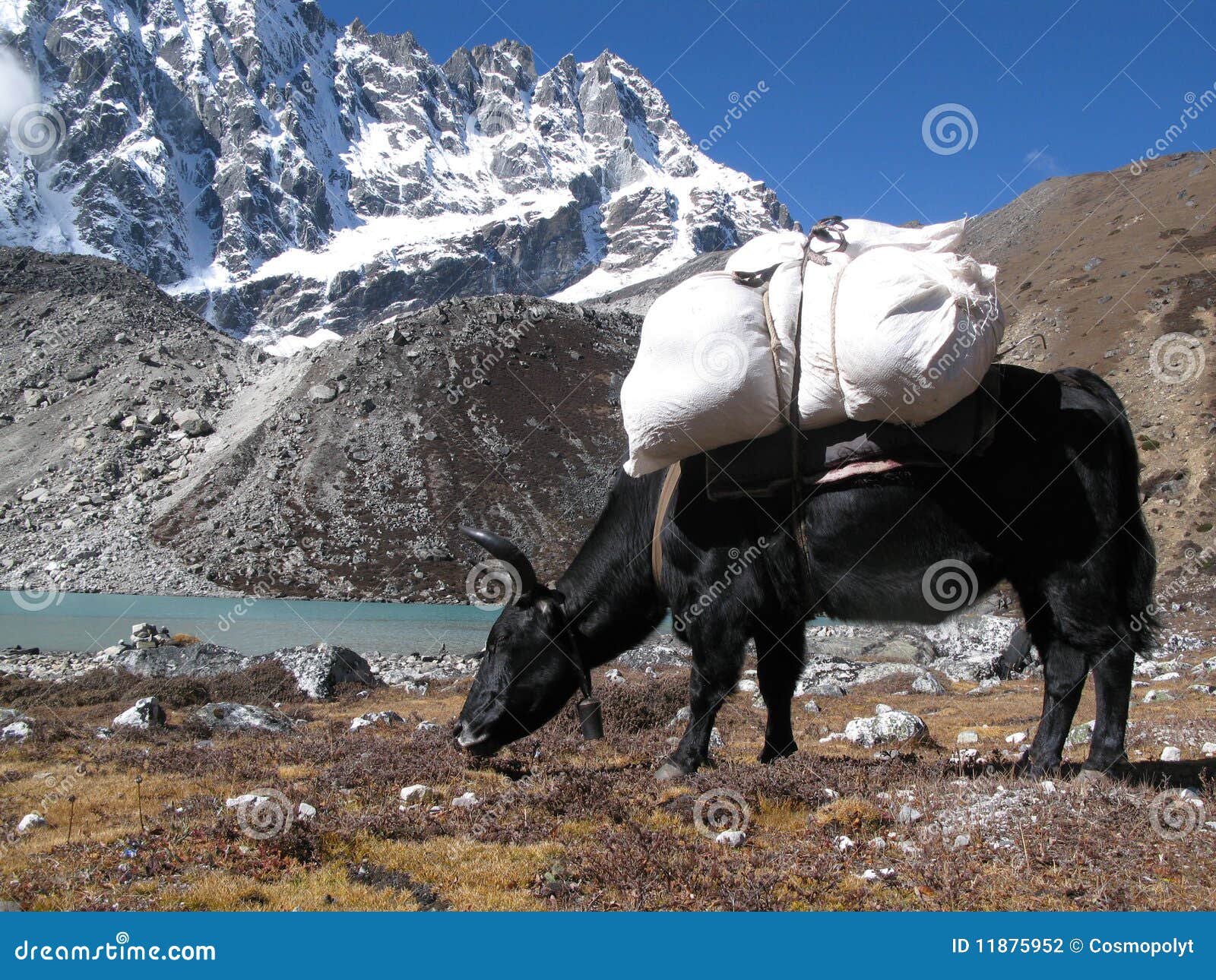 Yak beside a Beautiful Lake in Himalaya Stock Photo - Image of asia ...
