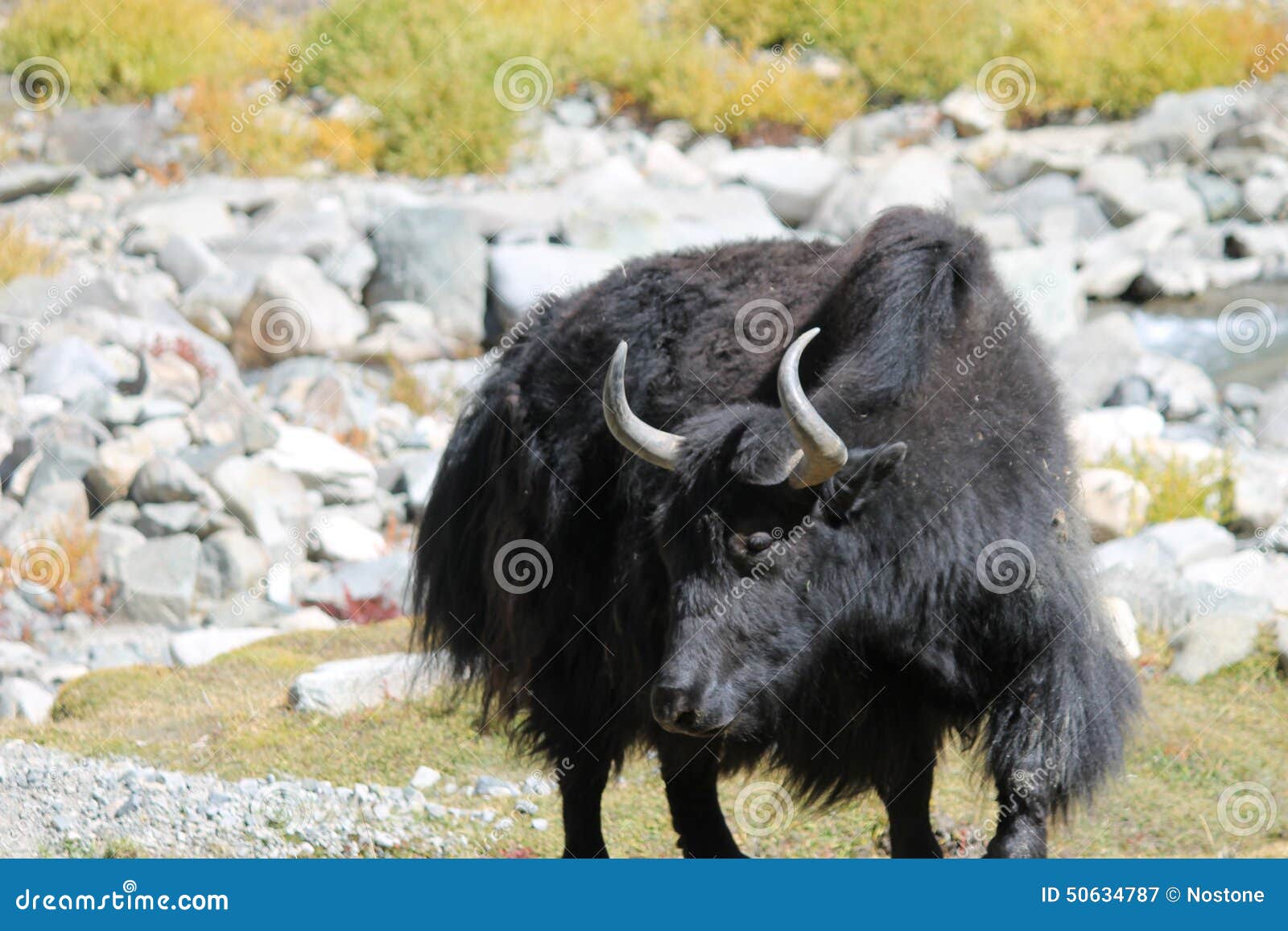 Yak stock image. Image of grass, yaks, black, mammals - 50634787