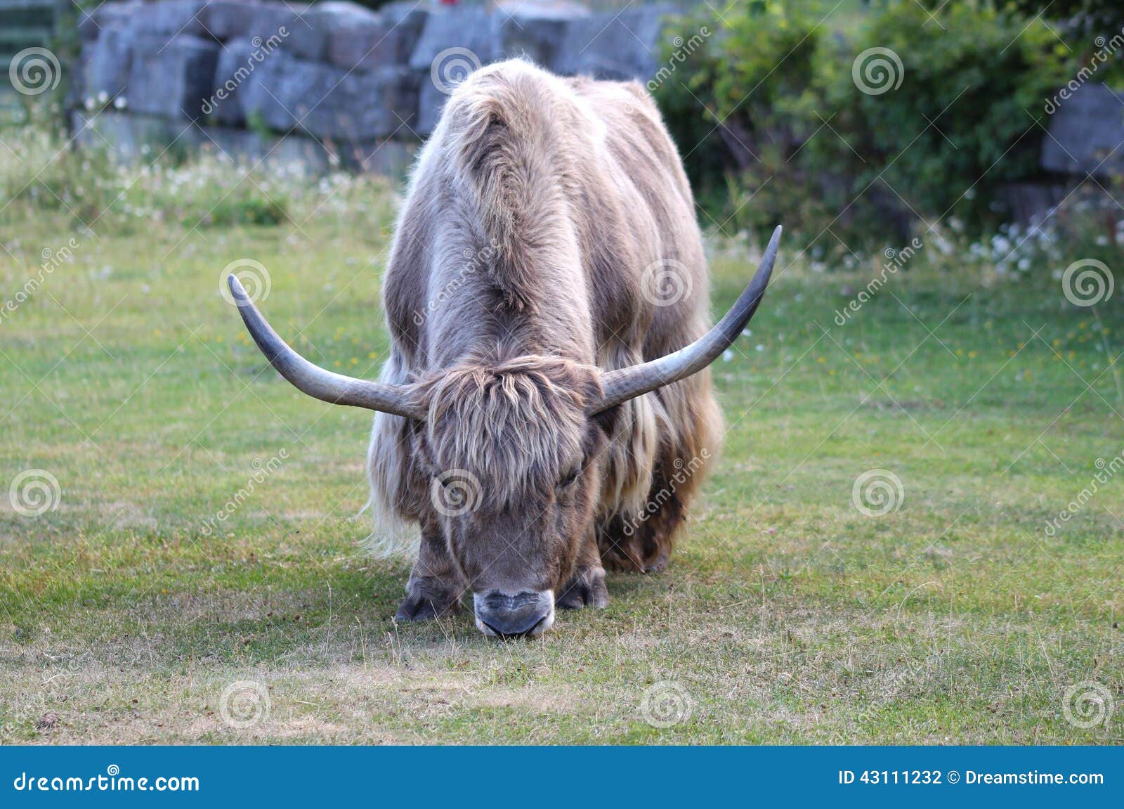 Yak stock photo. Image of single, hungry, strong, sweden - 43111232