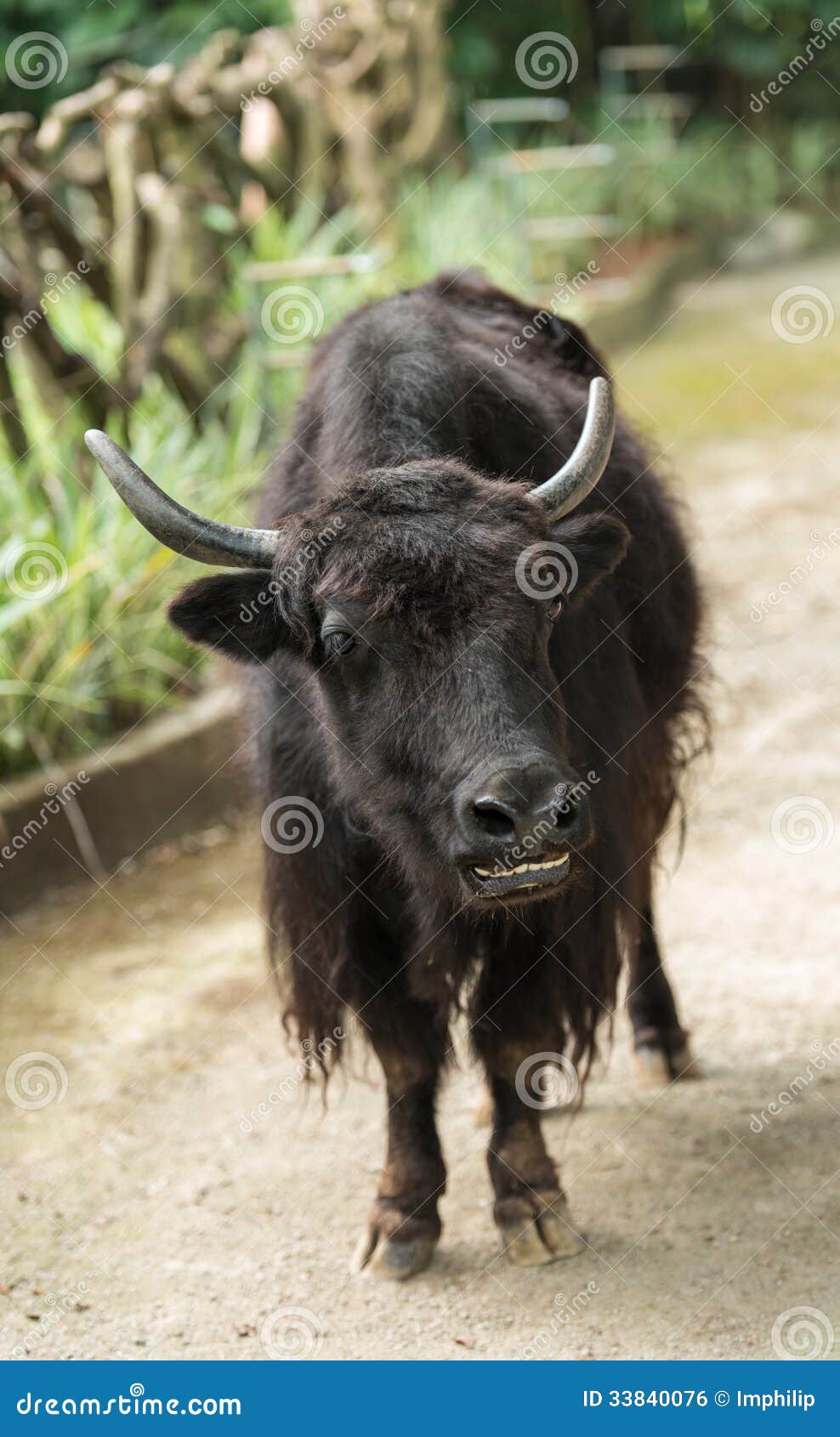 Yak stock photo. Image of cattle, nature, giant, forest - 33840076