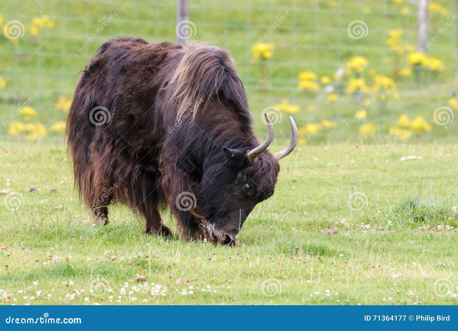 Yak (Bos grunniens) stock image. Image of domestic, nature - 71364177