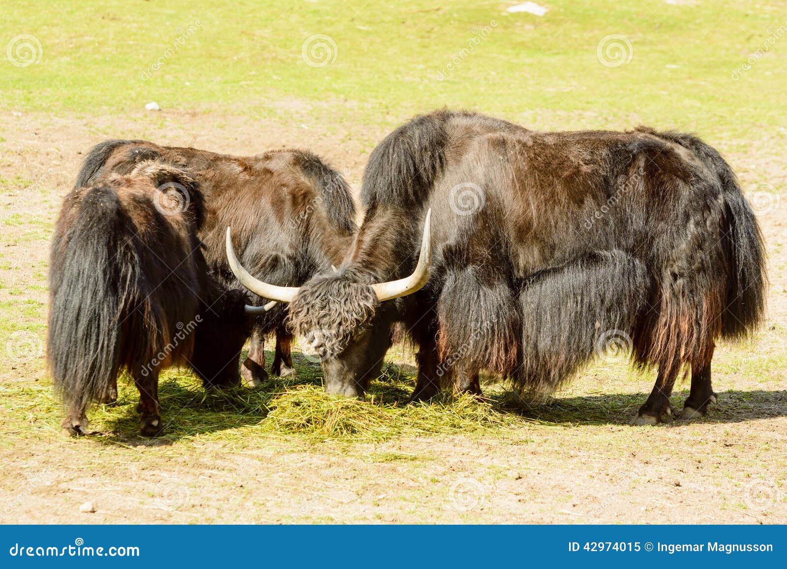 Yak, Bos grunniens stock image. Image of grunniens, domesticated - 42974015