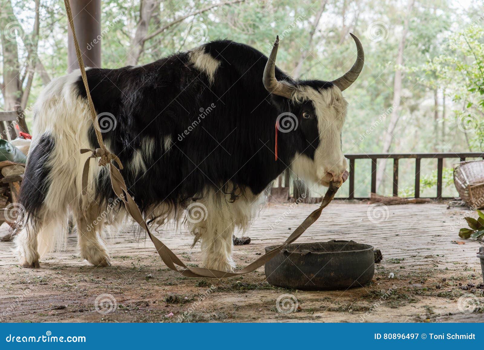 Yak Bound Its Nose Stock Photos - Free & Royalty-Free Stock Photos from ...